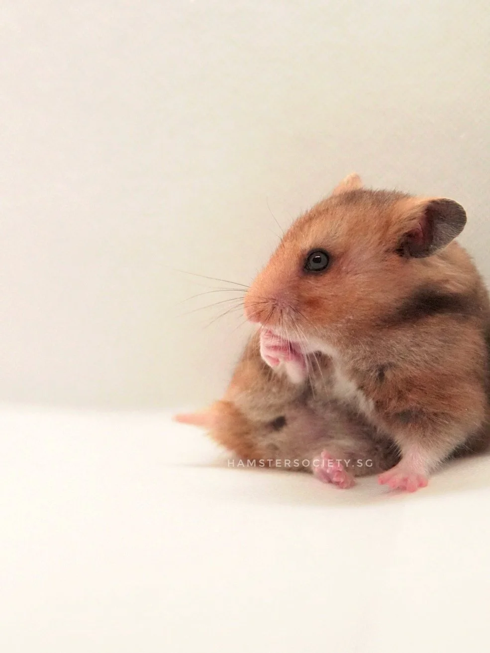 Cherry (Adopted) — Hamster Society (Singapore)