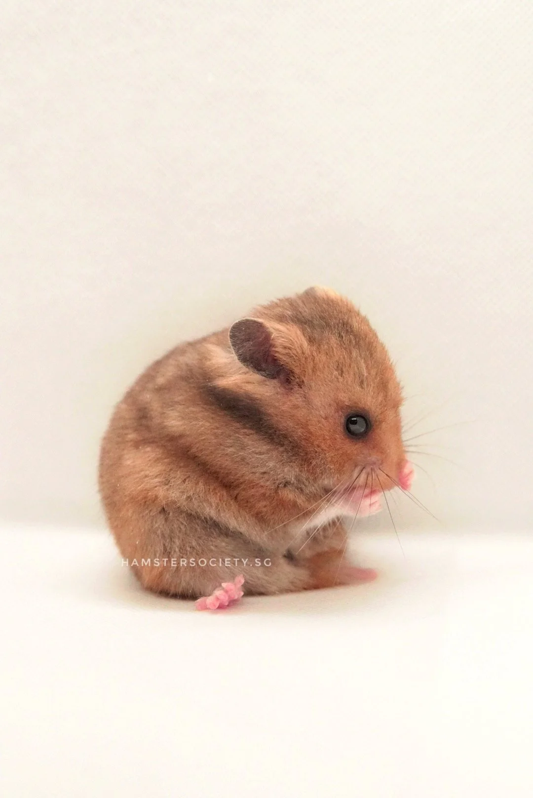 Cherry (Adopted) — Hamster Society (Singapore)