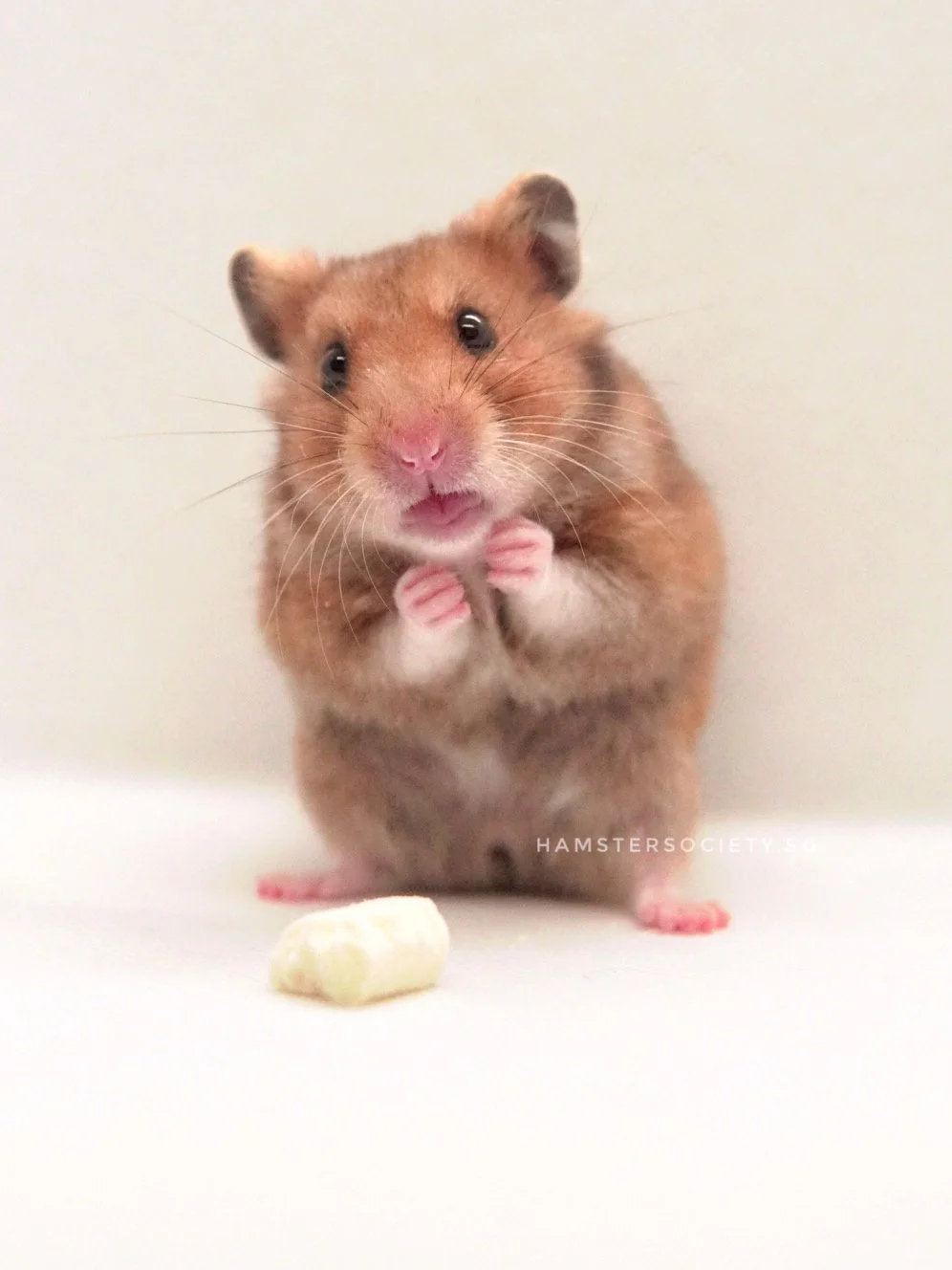 Cherry (Adopted) — Hamster Society (Singapore)