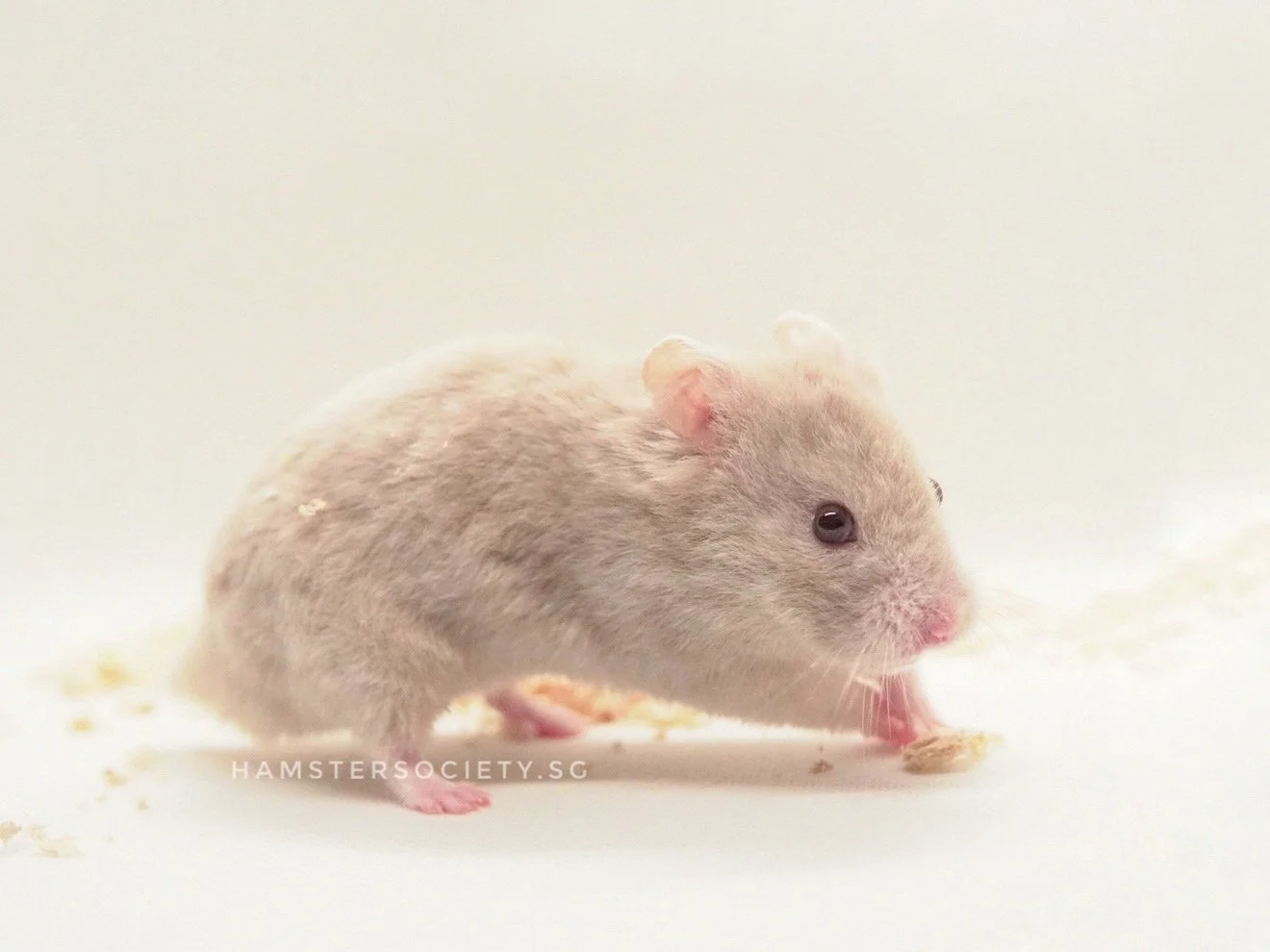 Finn (Adopted) — Hamster Society (Singapore)