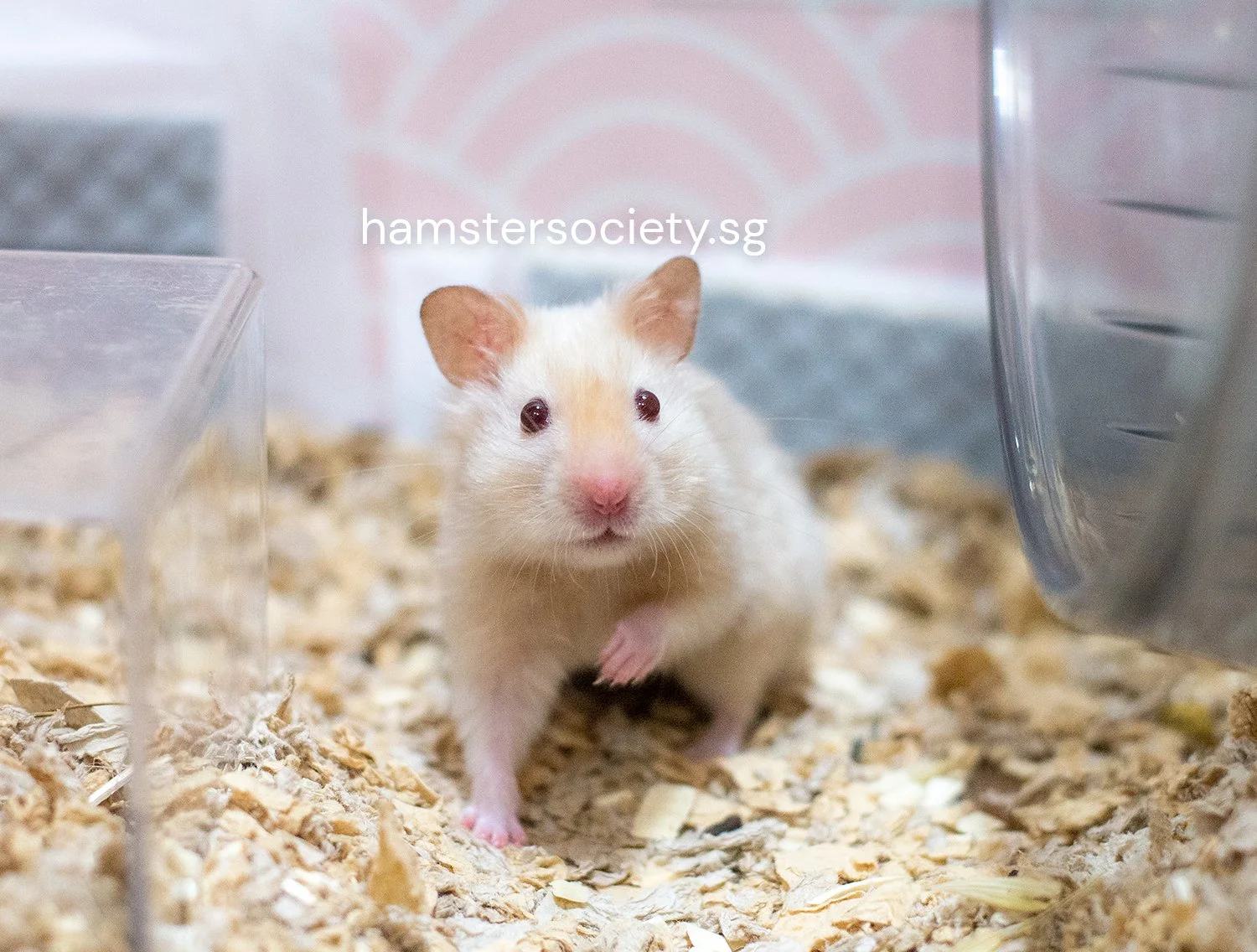 Adoption Gallery — Hamster Society (Singapore)