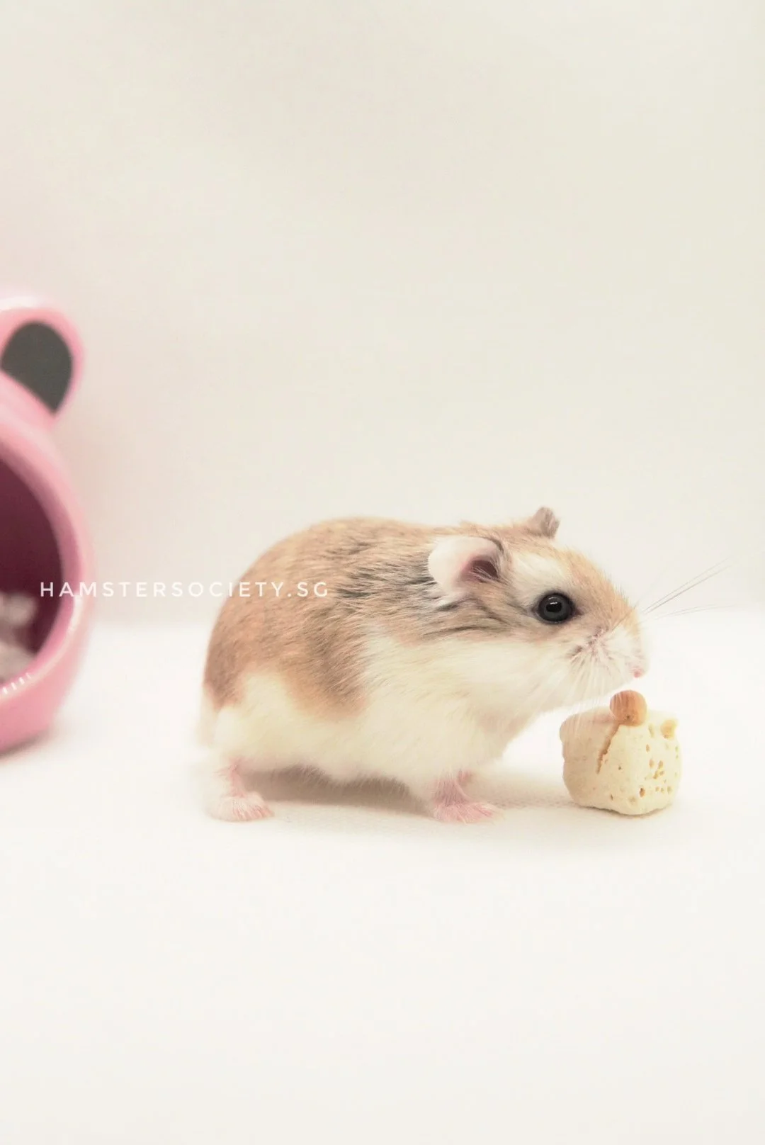 Angy Angus — Hamster Society (Singapore)