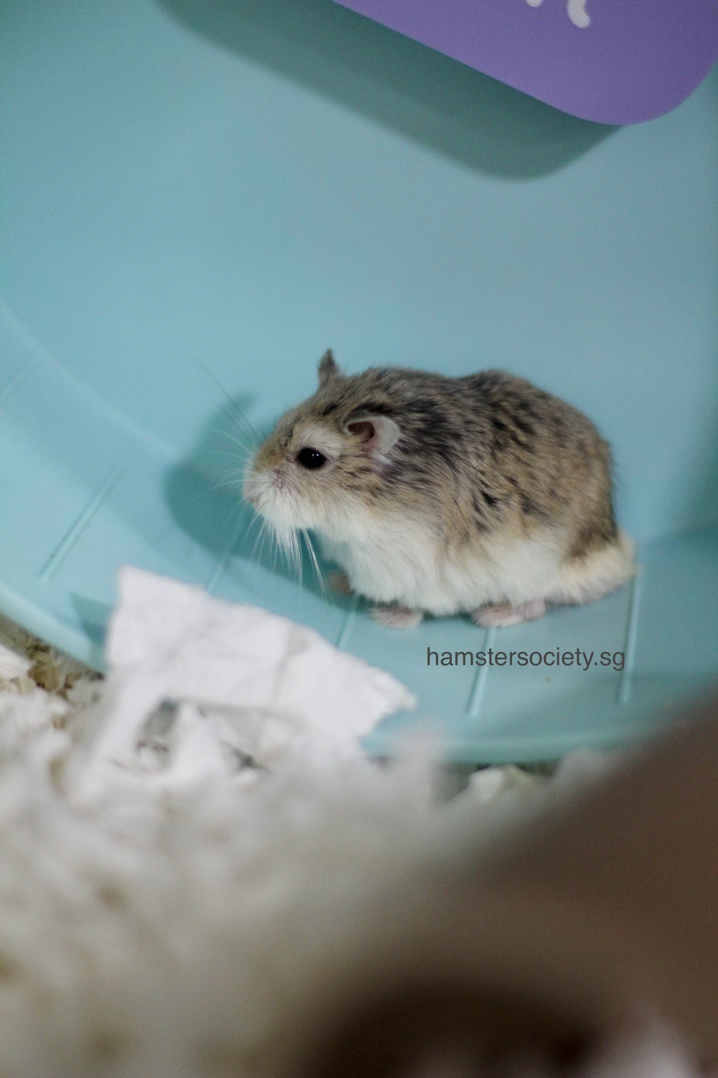 Adoptions — Hamster Society (Singapore)