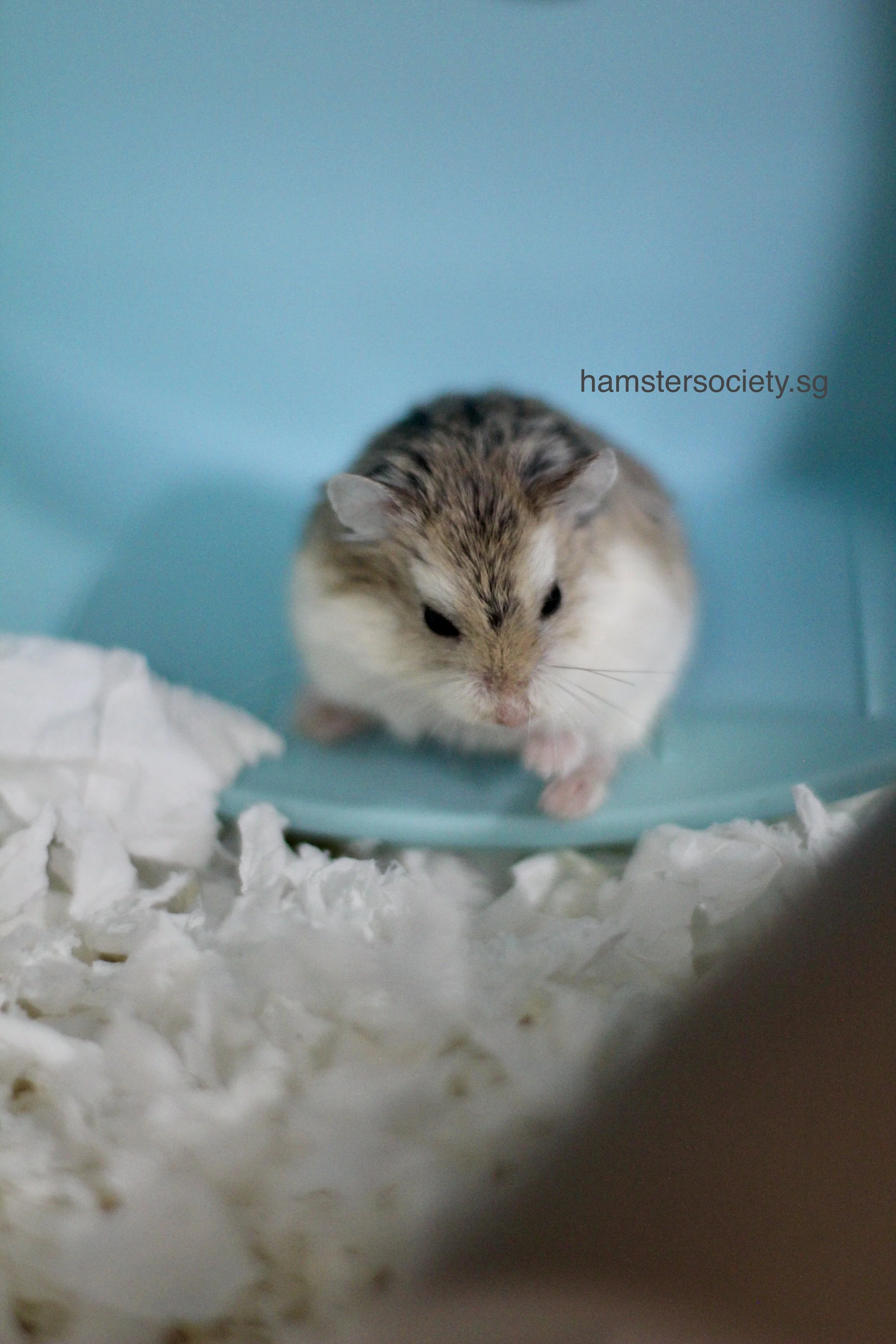 Adoptions — Hamster Society (Singapore)
