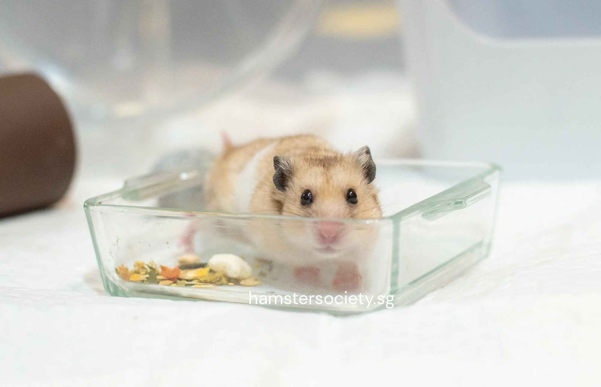 Adoption Gallery — Hamster Society (Singapore)