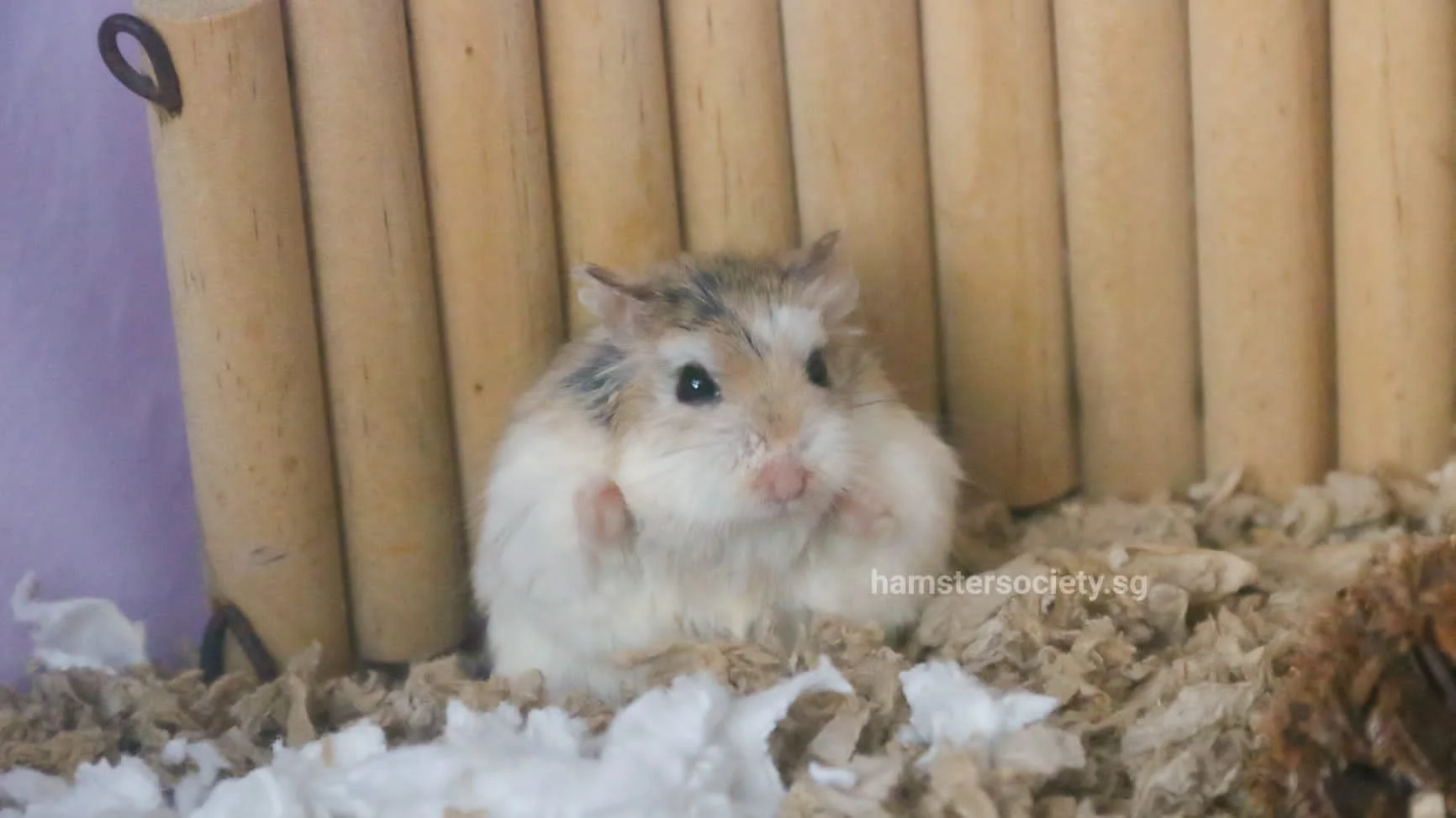 Adoption Gallery — Hamster Society (Singapore)