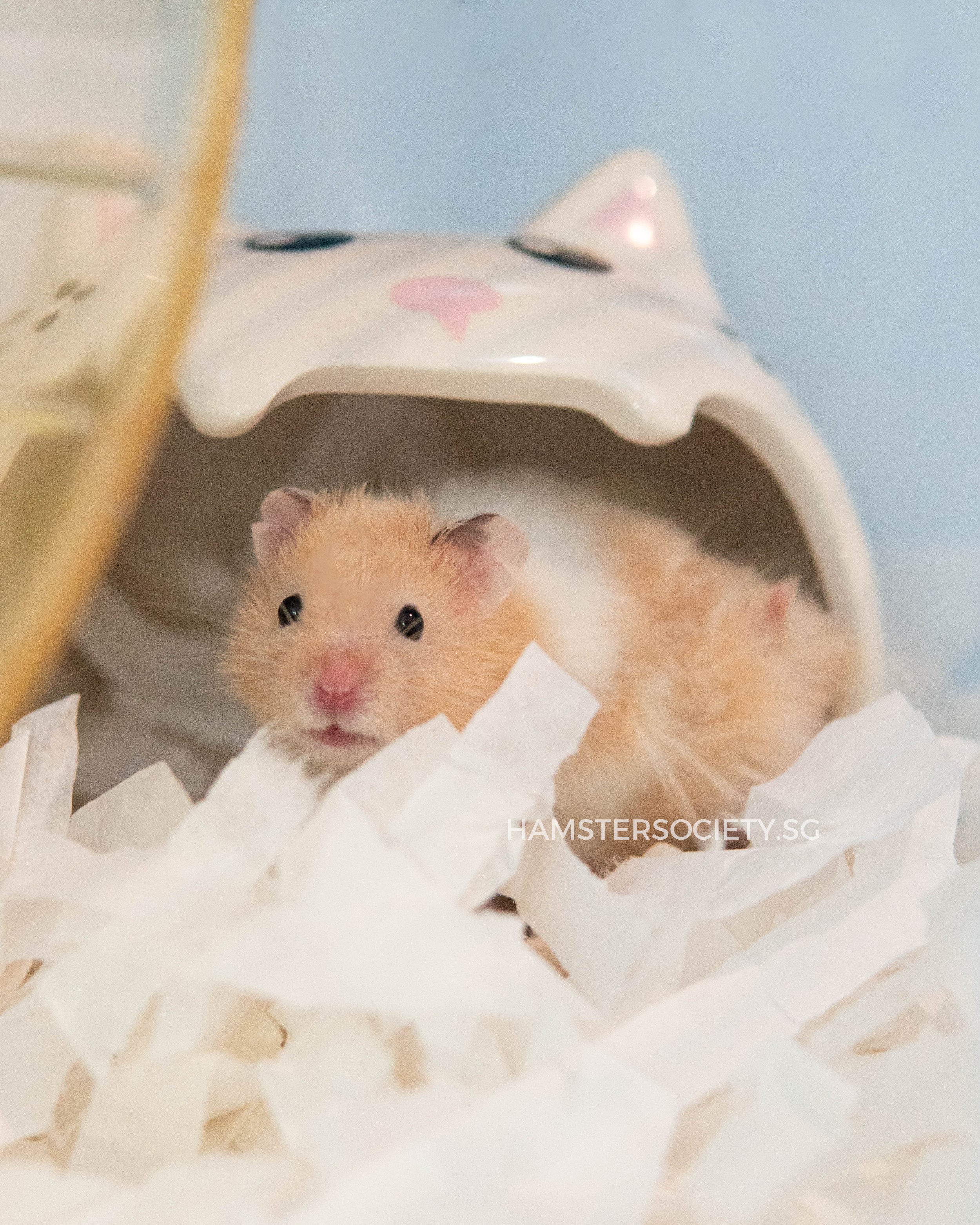 Tufts (Adopted) — Hamster Society (Singapore)