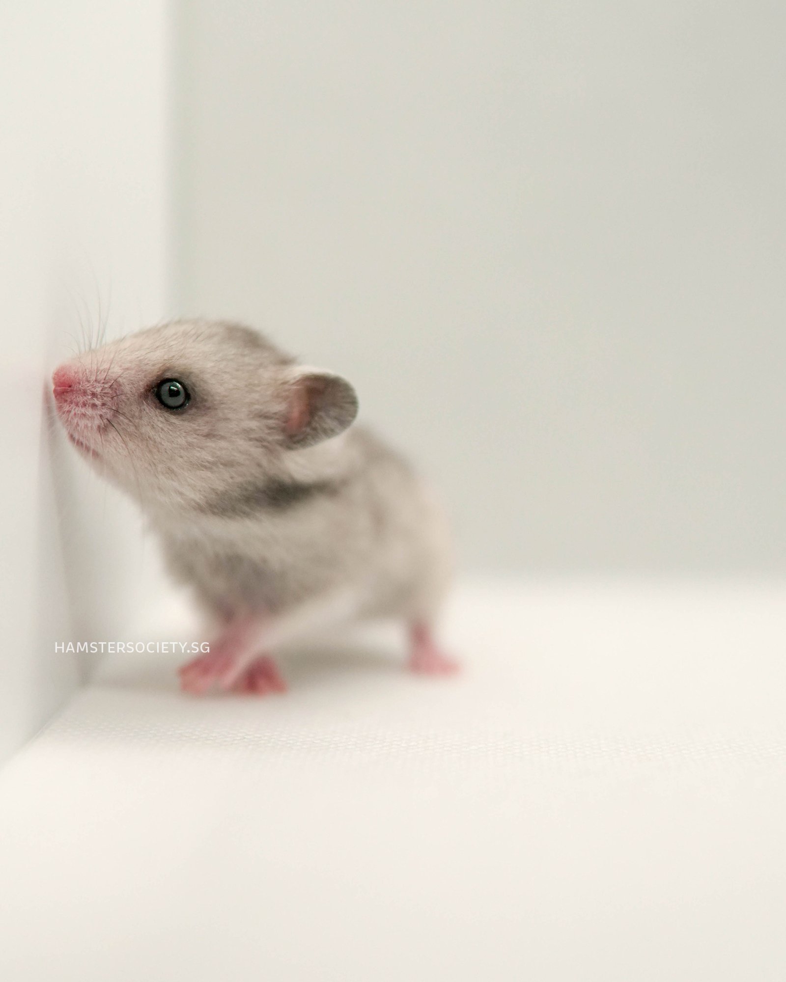 PB (Adopted) — Hamster Society (Singapore)