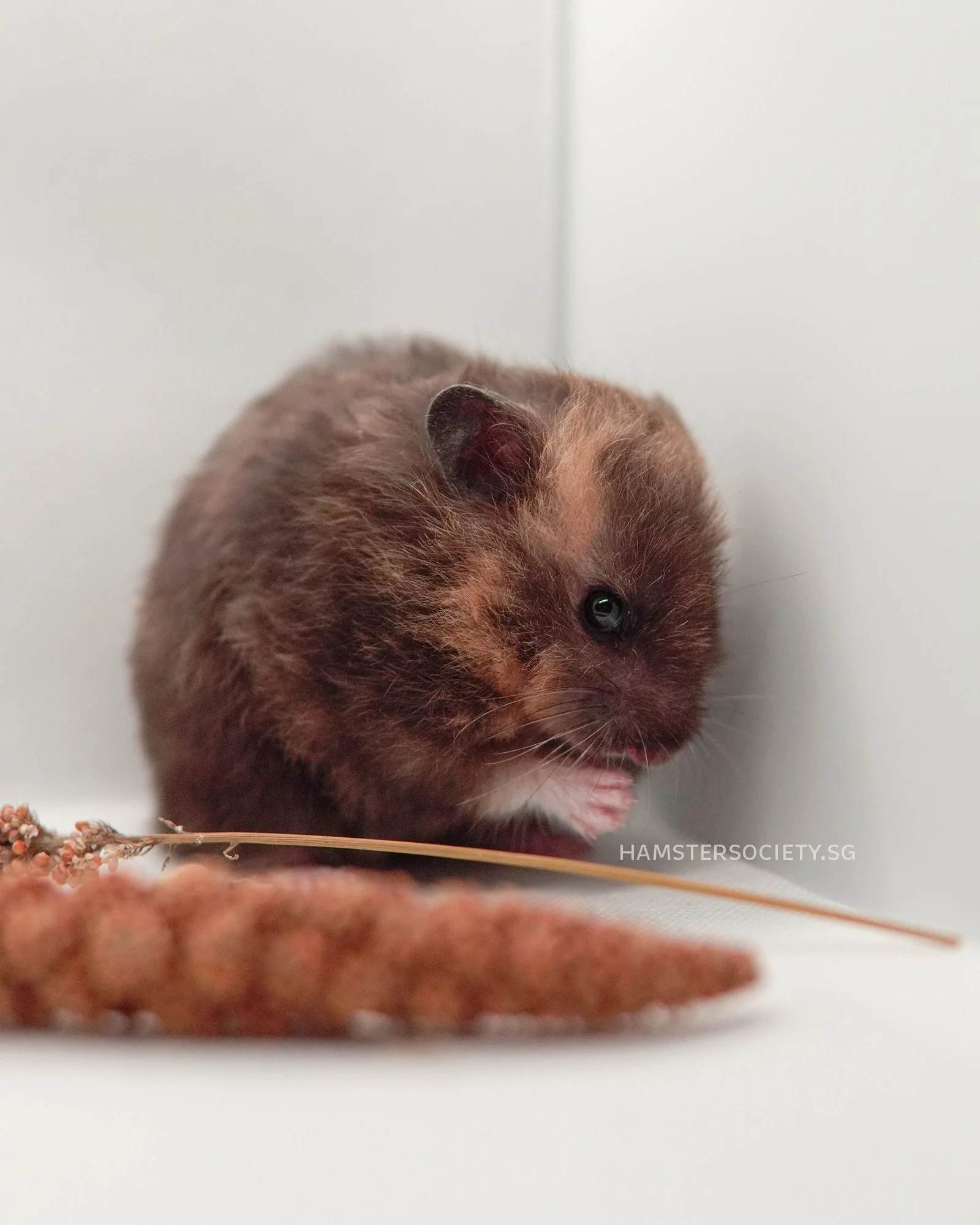 Turtle (Adopted) — Hamster Society (Singapore)