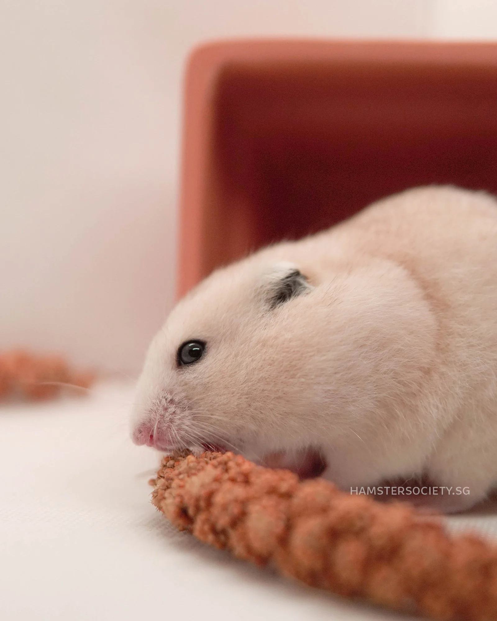 Masking (Adopted) — Hamster Society (Singapore)