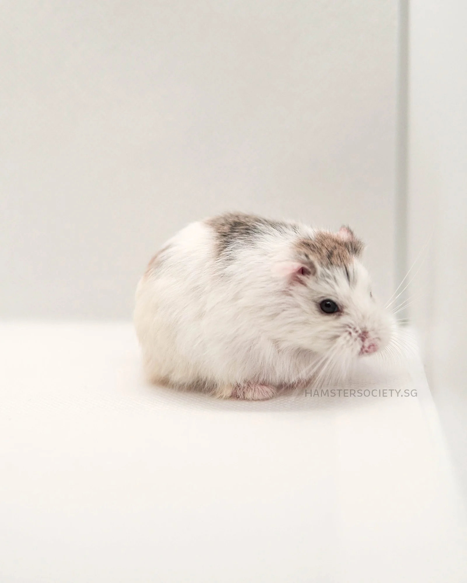 Christopher (Adopted) — Hamster Society (Singapore)