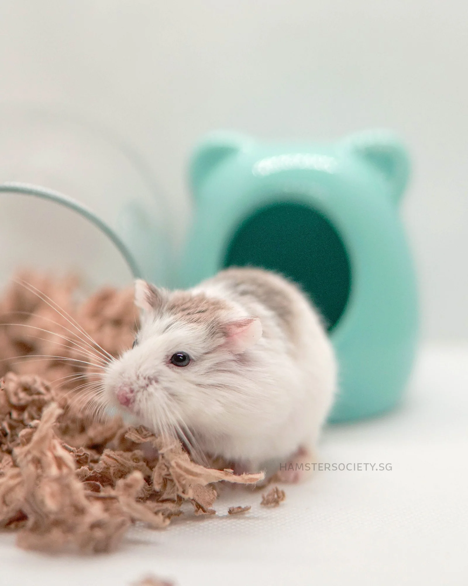 Christopher (Adopted) — Hamster Society (Singapore)