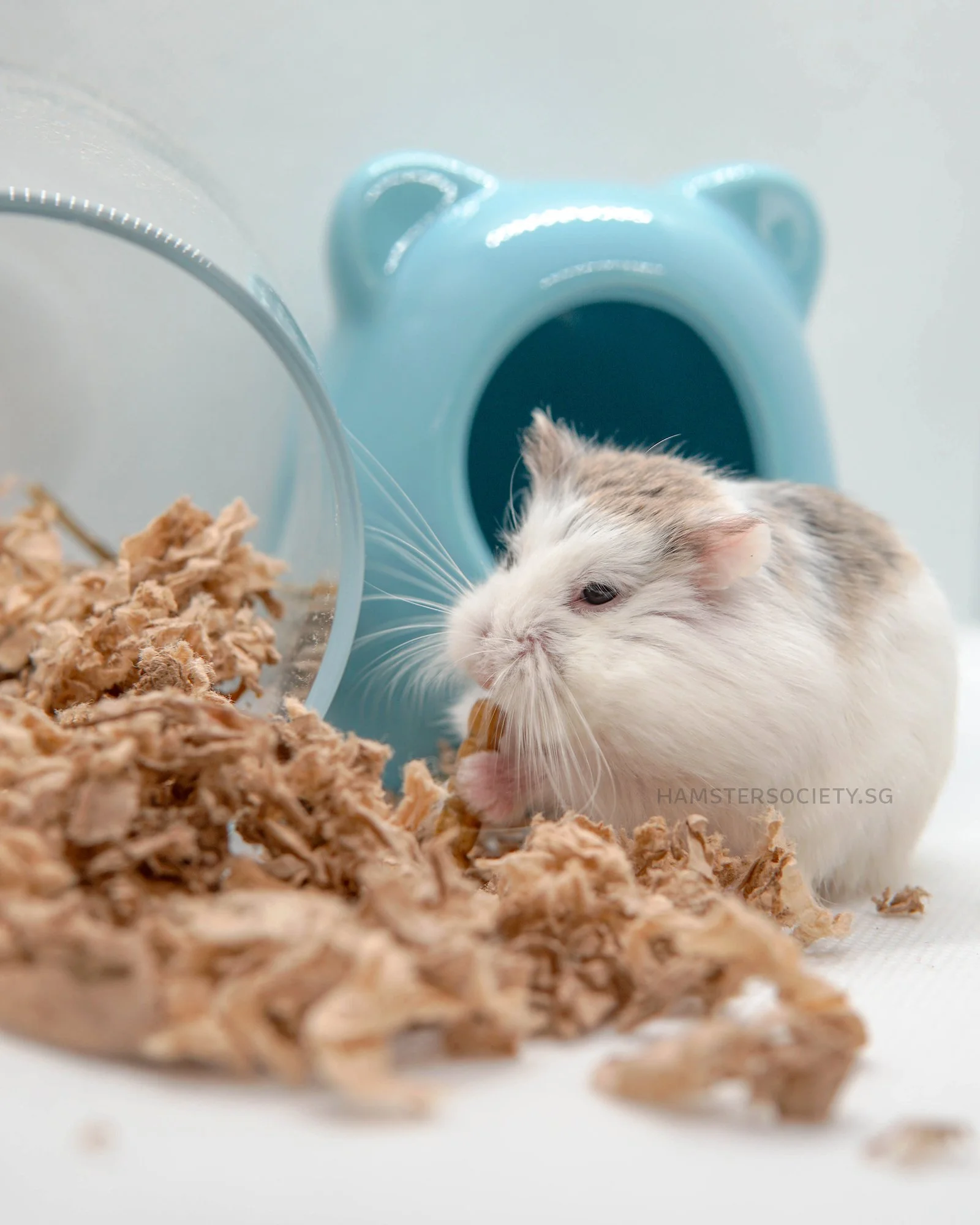 Christopher (Adopted) — Hamster Society (Singapore)