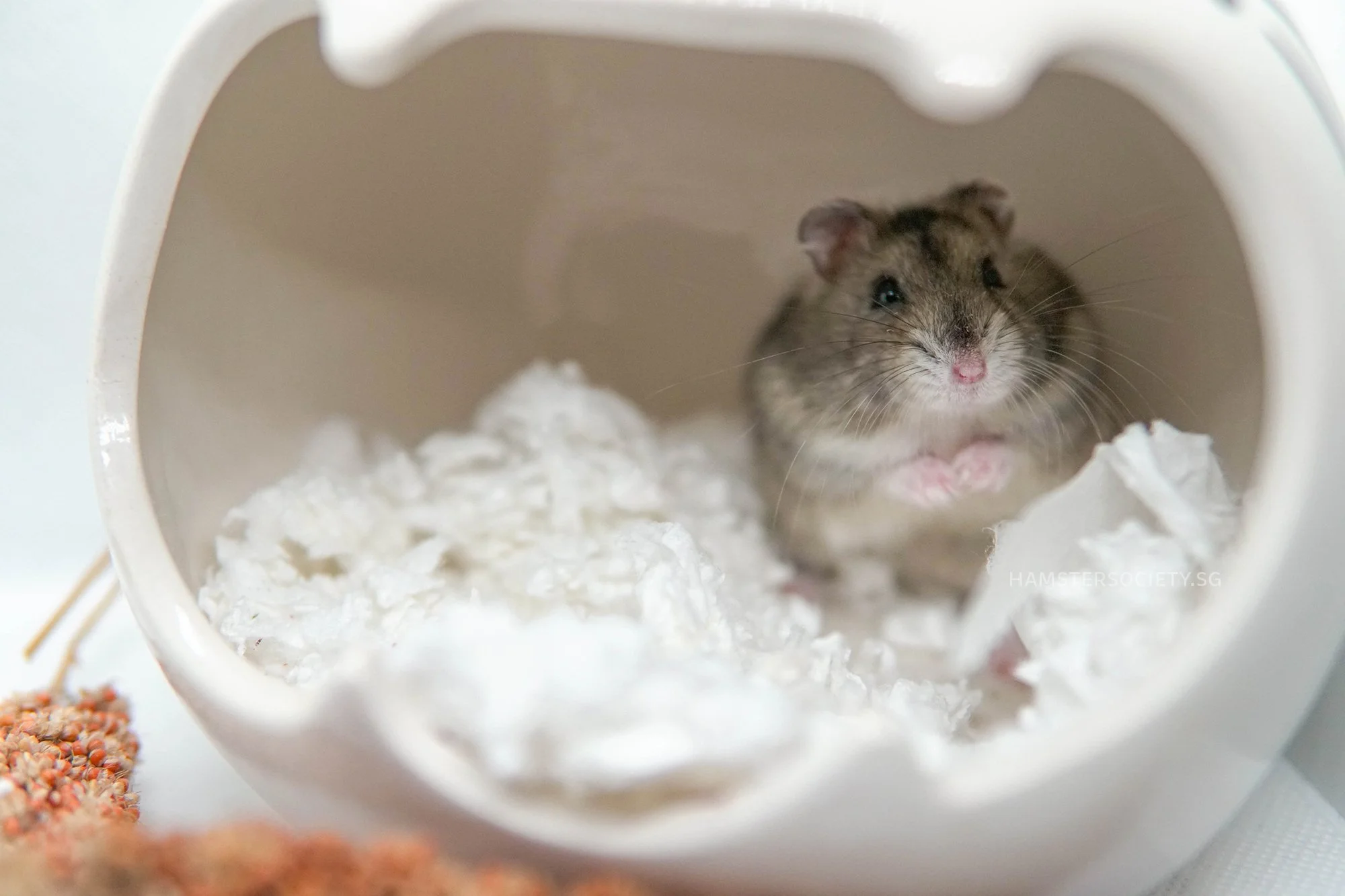 Panic (Adopted) — Hamster Society (Singapore)