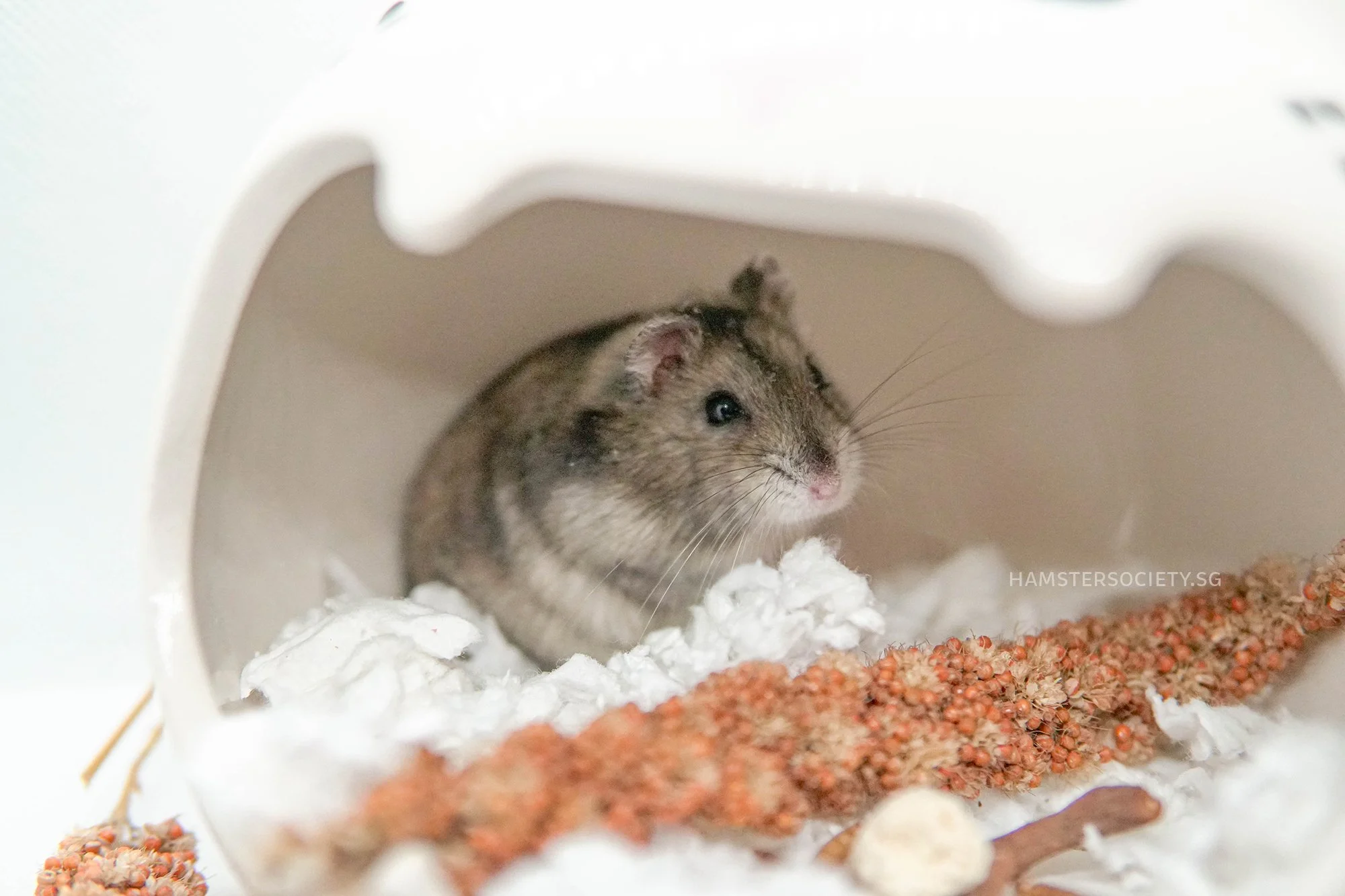 Panic (Adopted) — Hamster Society (Singapore)