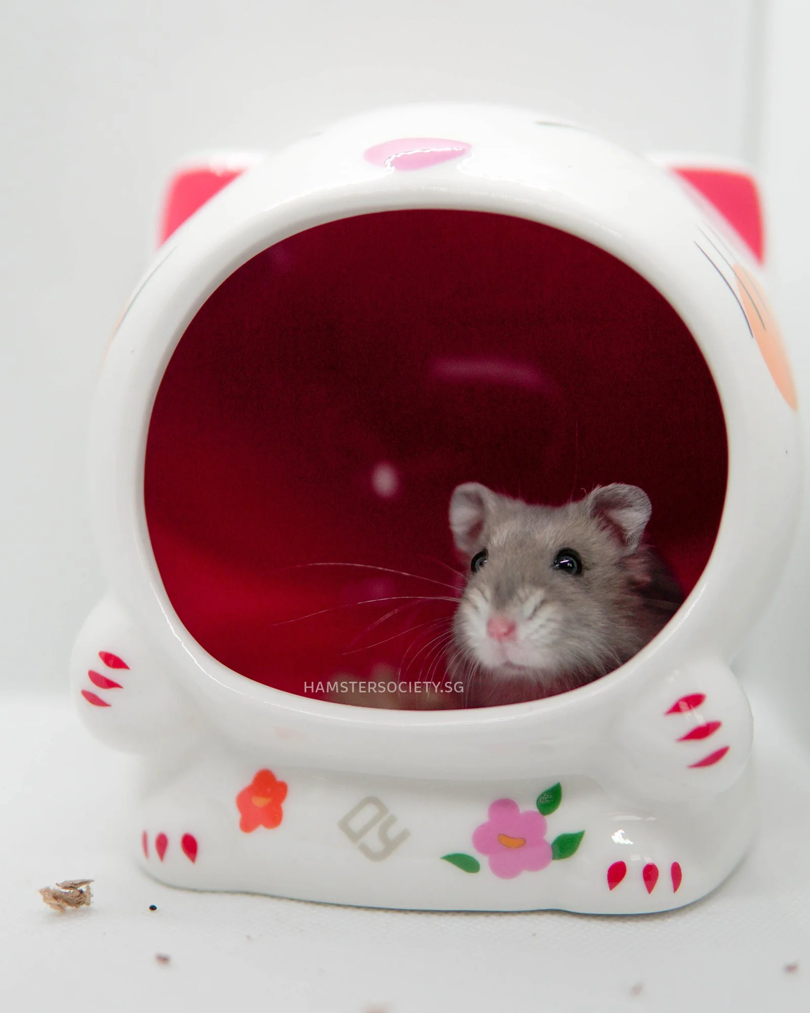 Emmy (Adopted) — Hamster Society (Singapore)