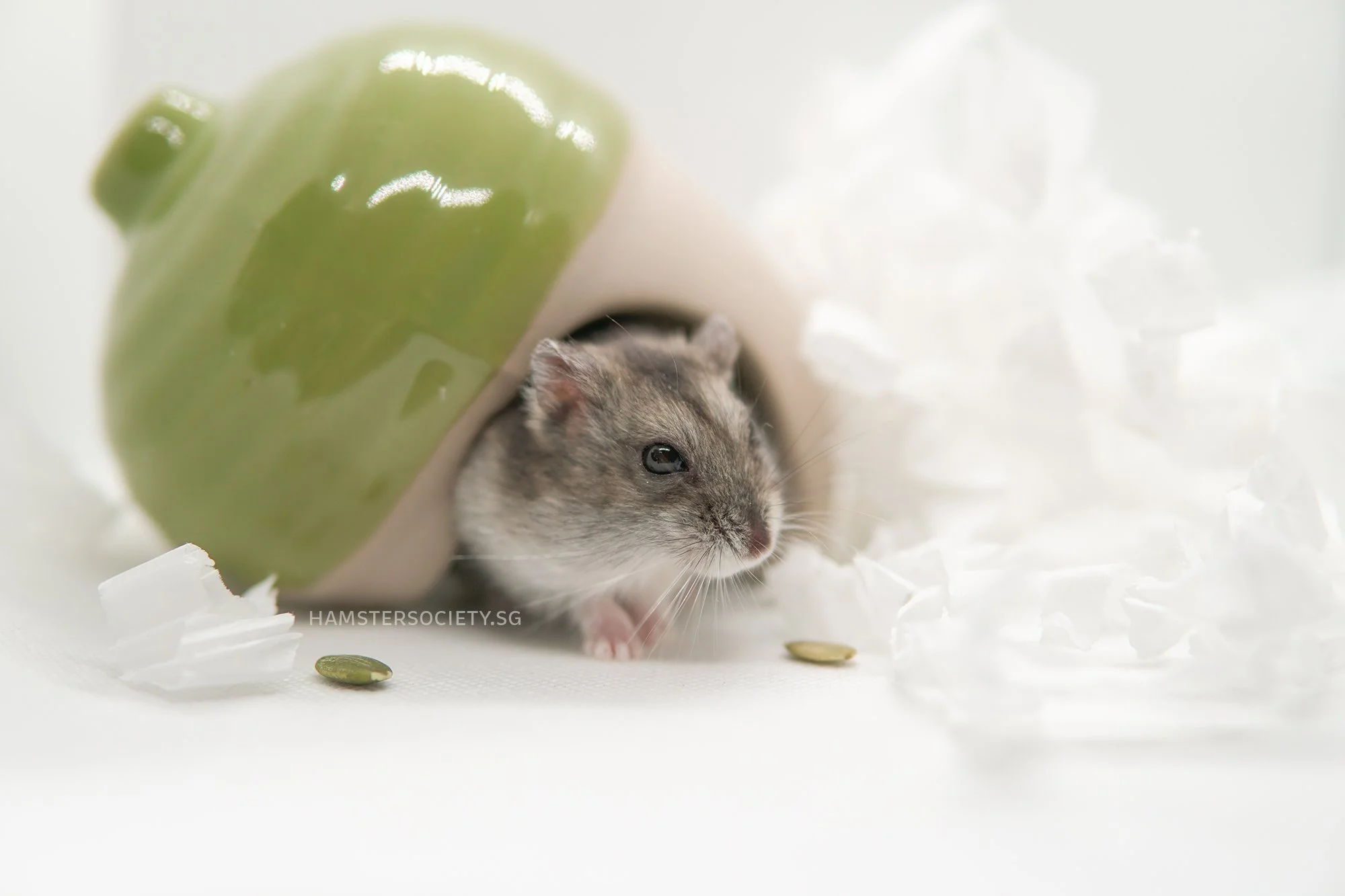 Digsby (Adopted) — Hamster Society (Singapore)