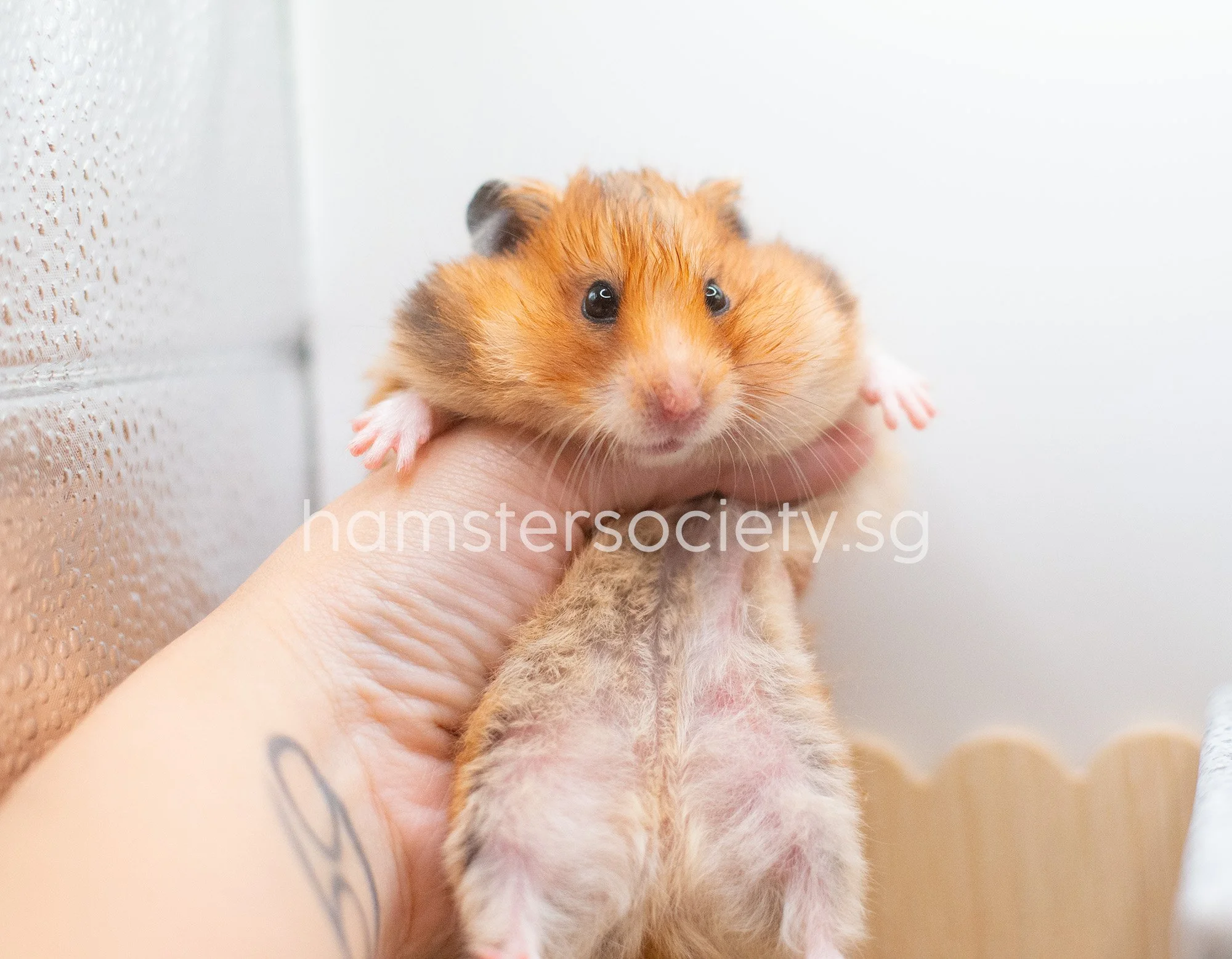 Adoption Gallery — Hamster Society (Singapore)