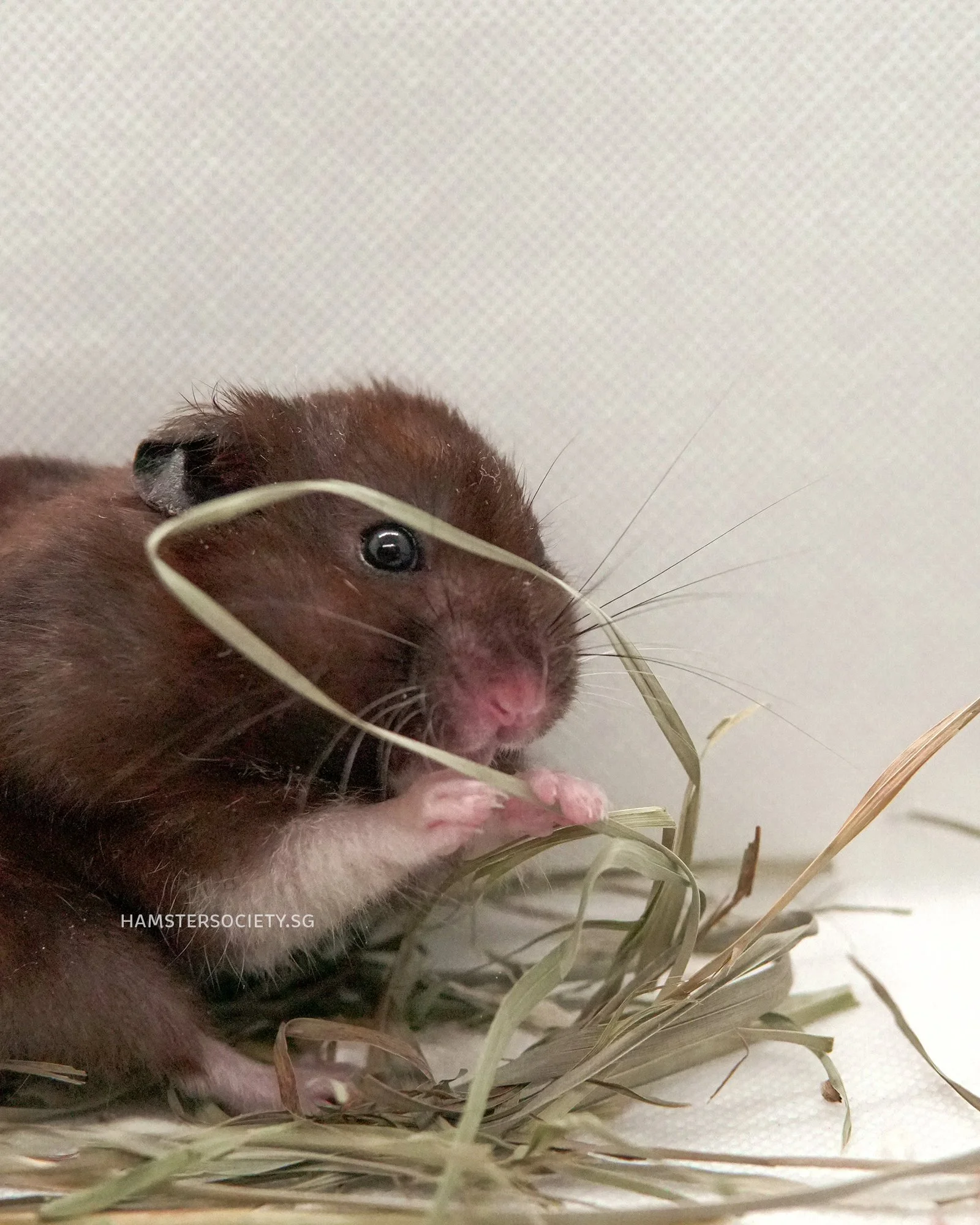 Tanuki (Adopted) — Hamster Society (Singapore)