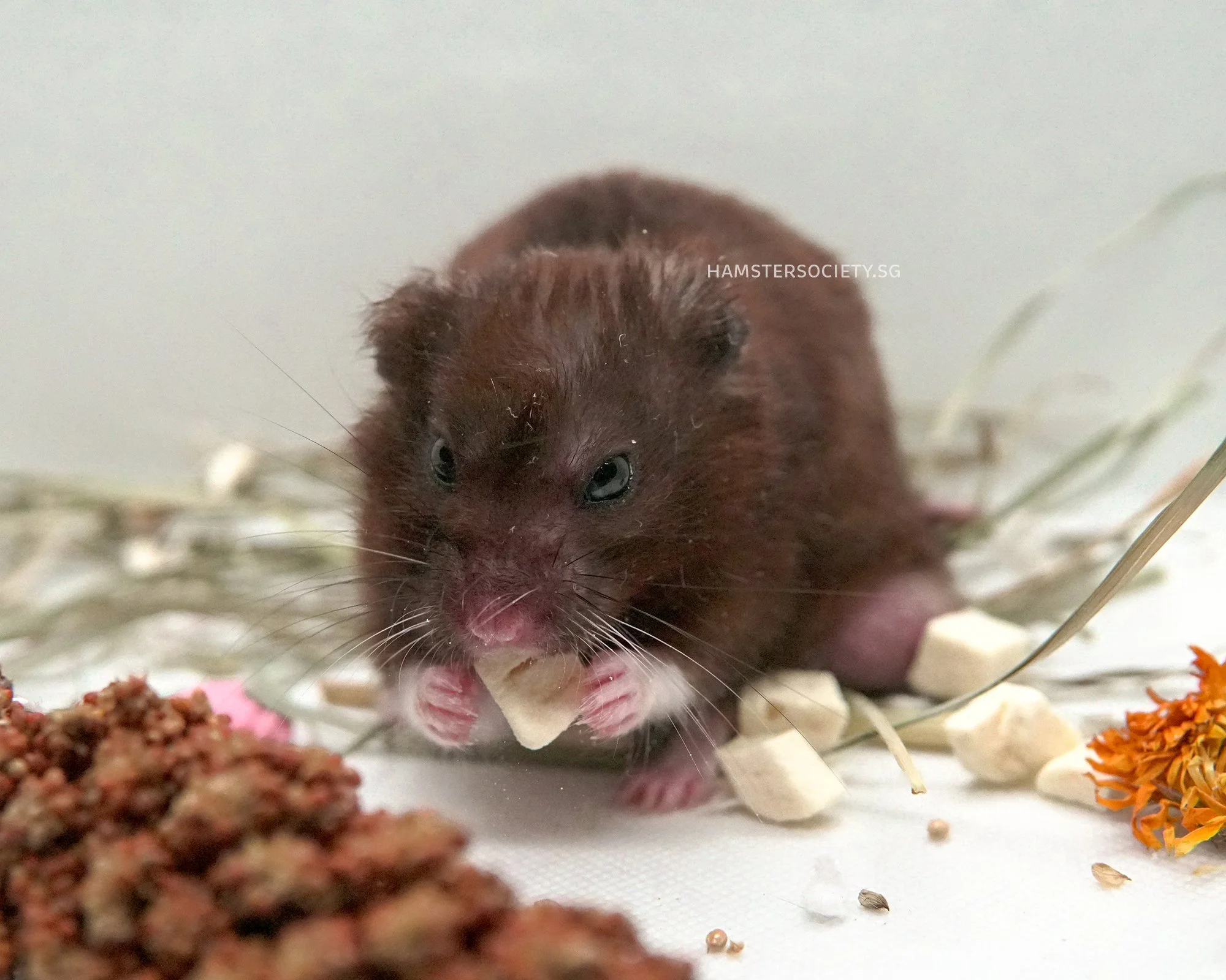 Tanuki (Adopted) — Hamster Society (Singapore)