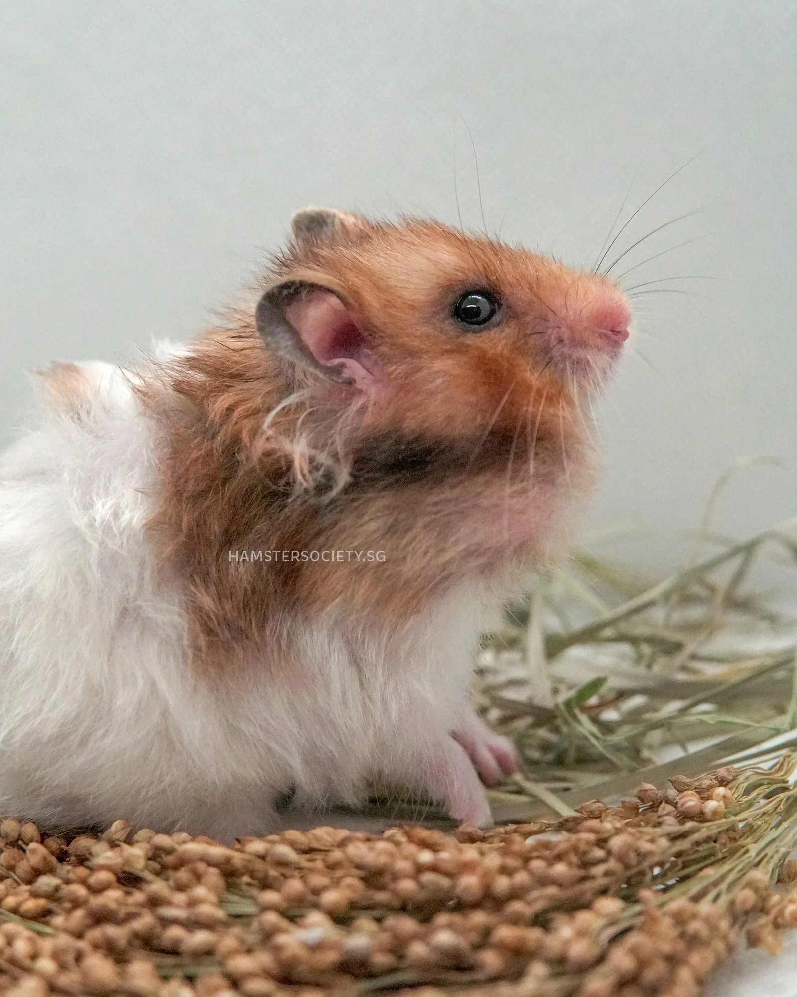 Skippy (Adopted) — Hamster Society (Singapore)