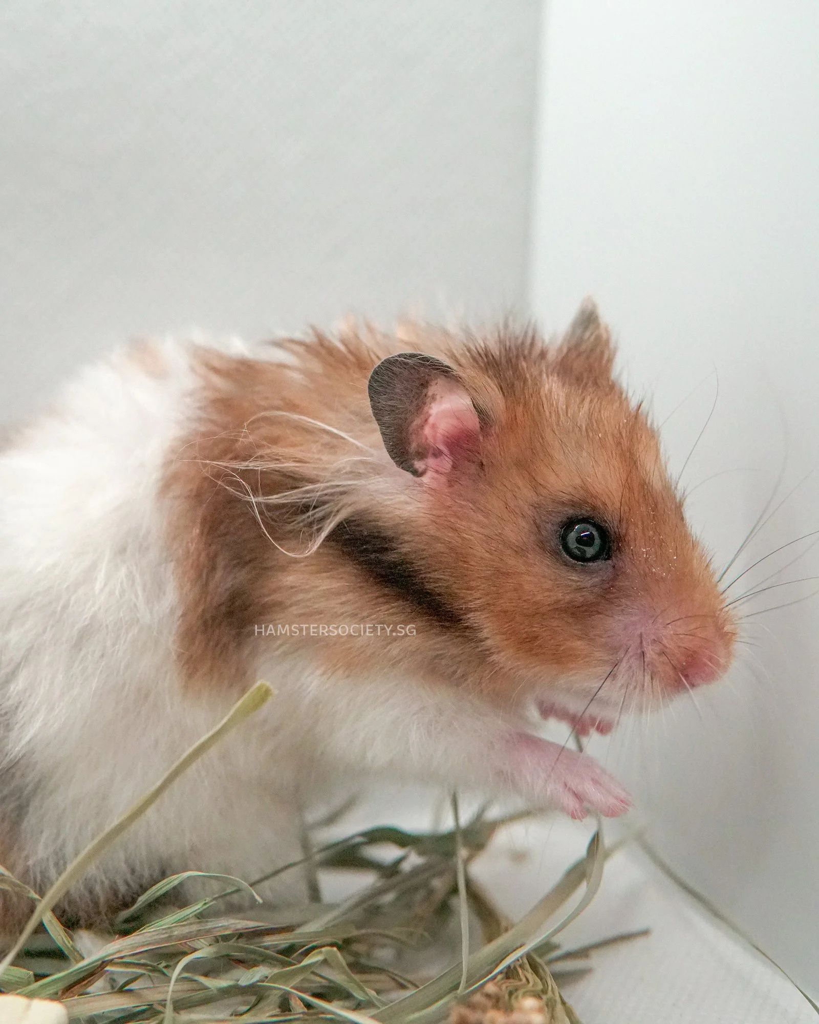 Skippy (Adopted) — Hamster Society (Singapore)