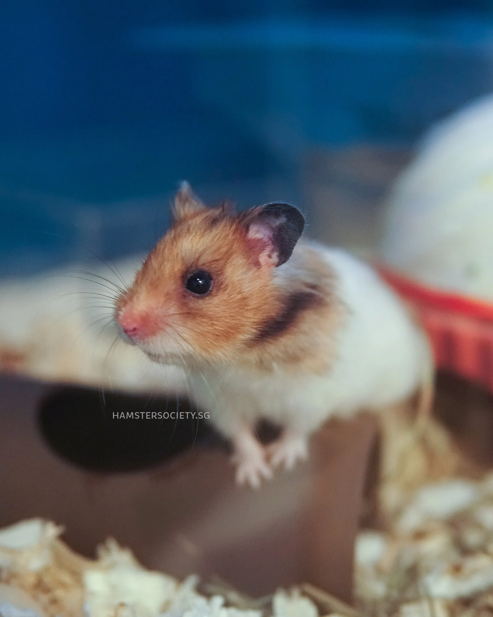 Skippy (Adopted) — Hamster Society (Singapore)