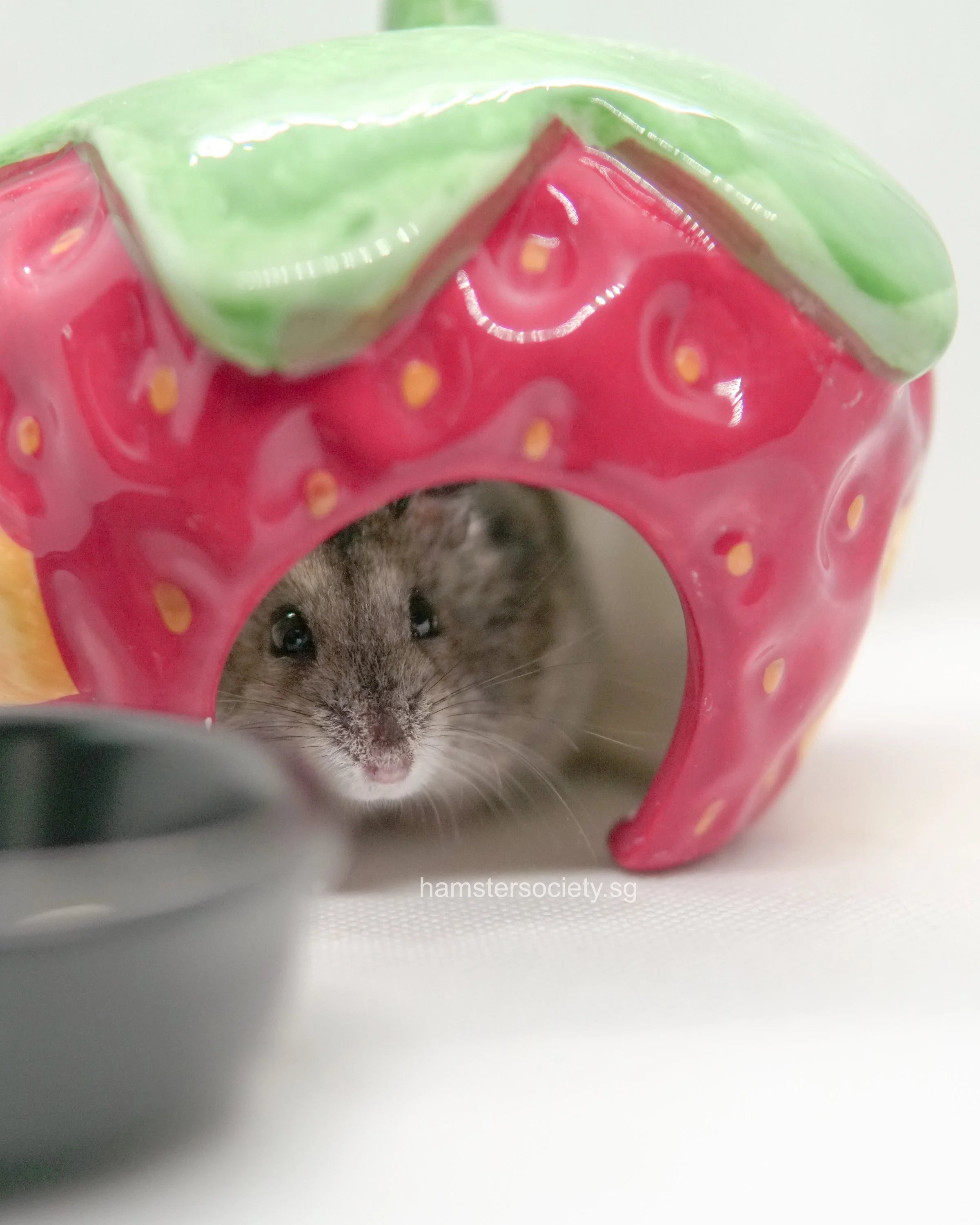 Sherlock Holmie (Adopted) — Hamster Society (Singapore)