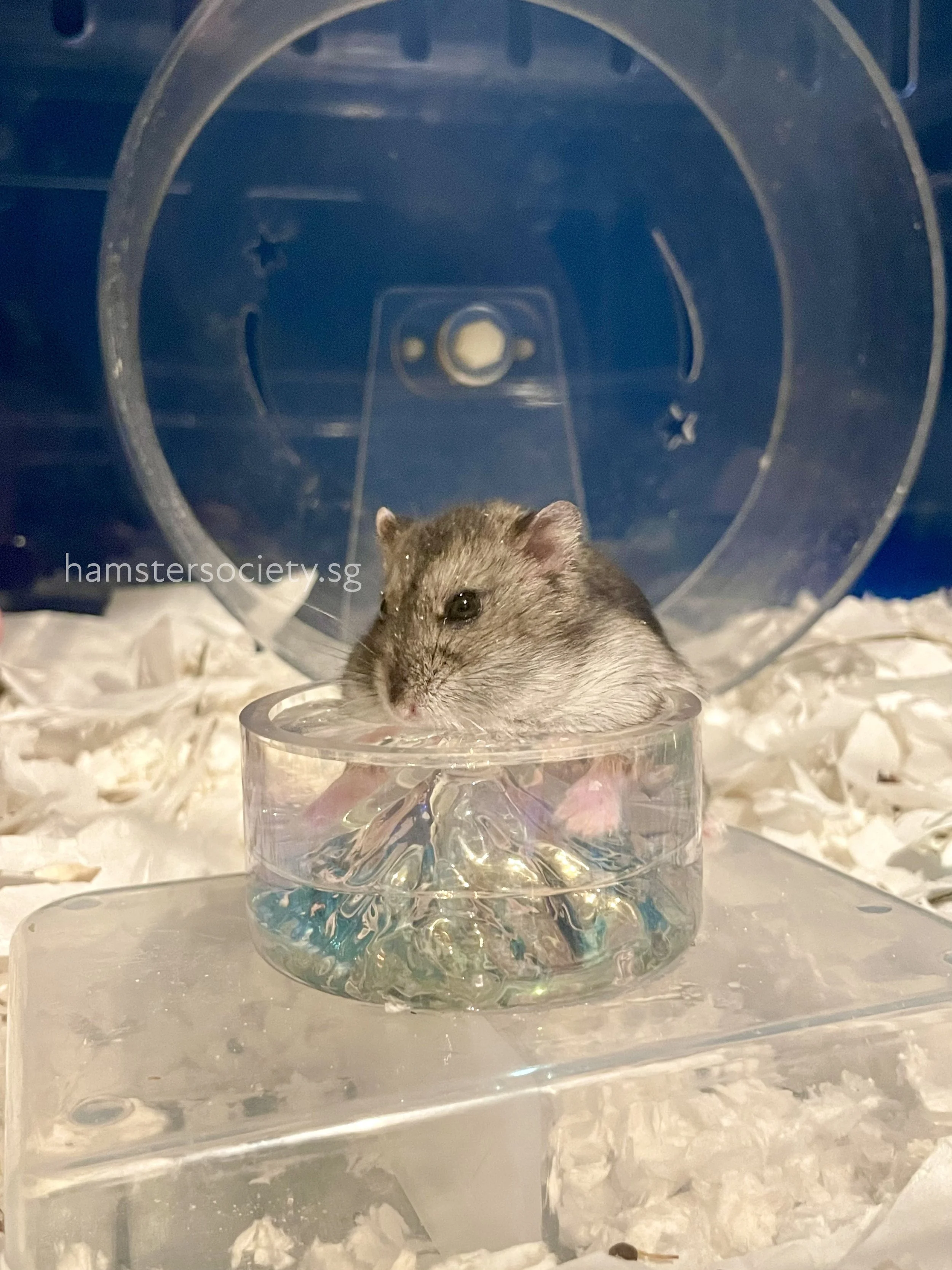 Thomas the Tank Engine (Special Care) (Adopted) — Hamster Society ...