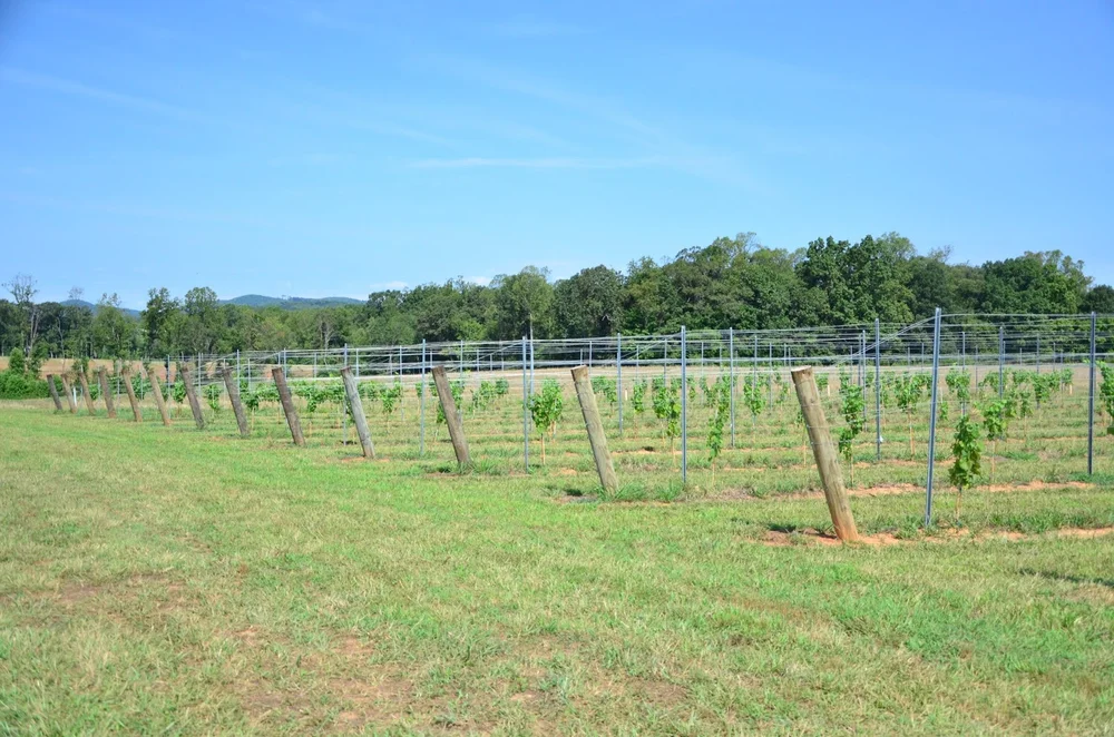 The 7 top views of North Carolina's Swan Creek wineries — Triangle ...