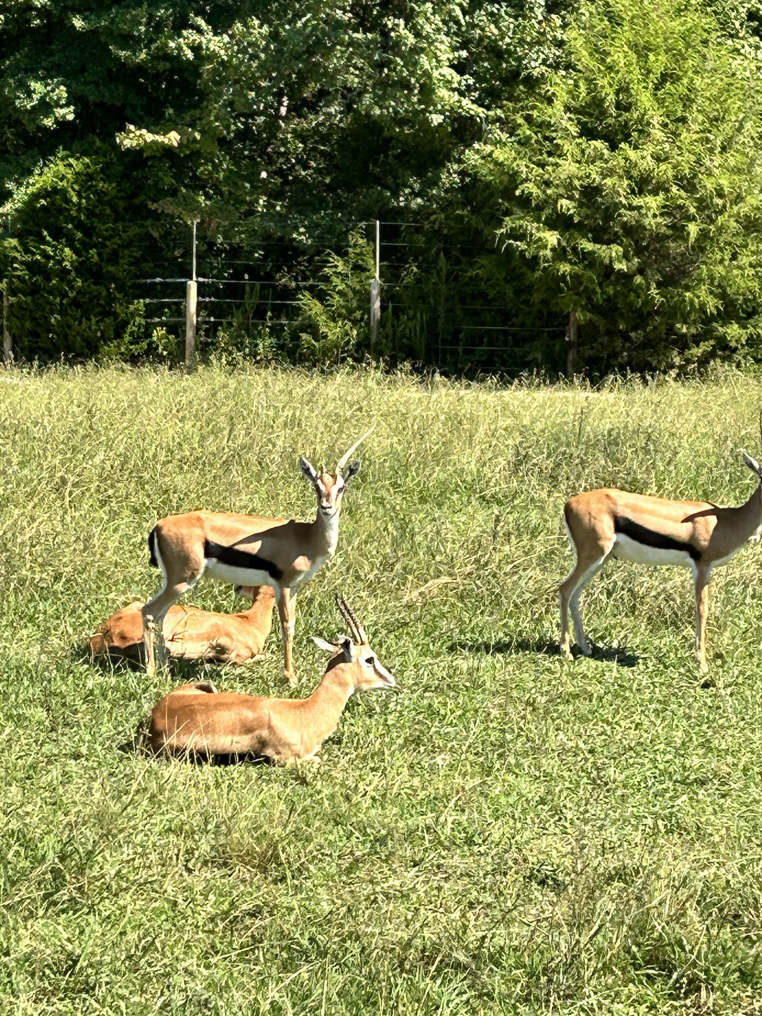 Into the Wild: Unforgettable Zoofari Adventure at the NC Zoo — Triangle ...