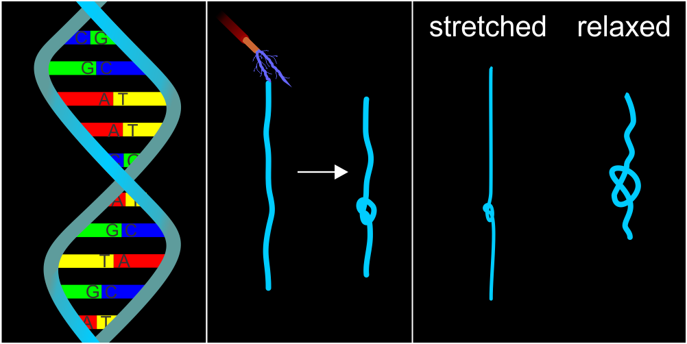 Alex Klotz and his DNA Knots — 10x objective