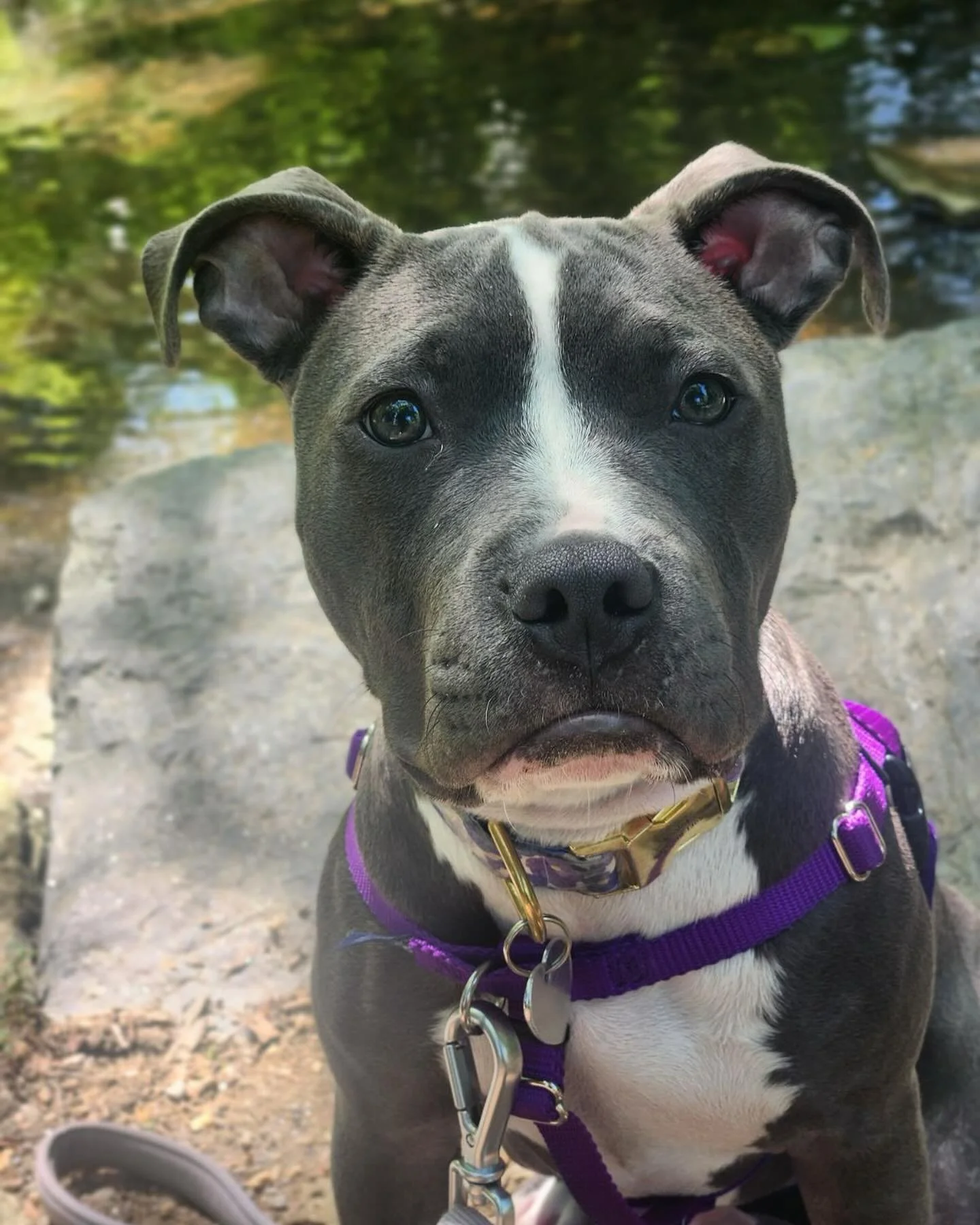 Vindicated Pit Bull Rescue