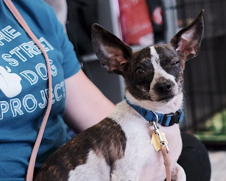 The Street Dog Project