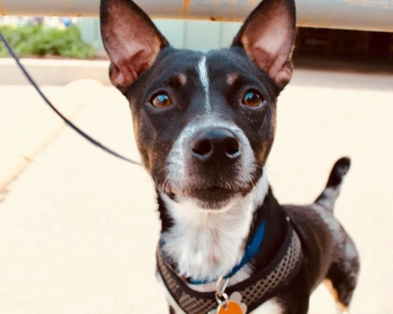 The Street Dog Project | Dallas–Fort Worth Dog Rescue