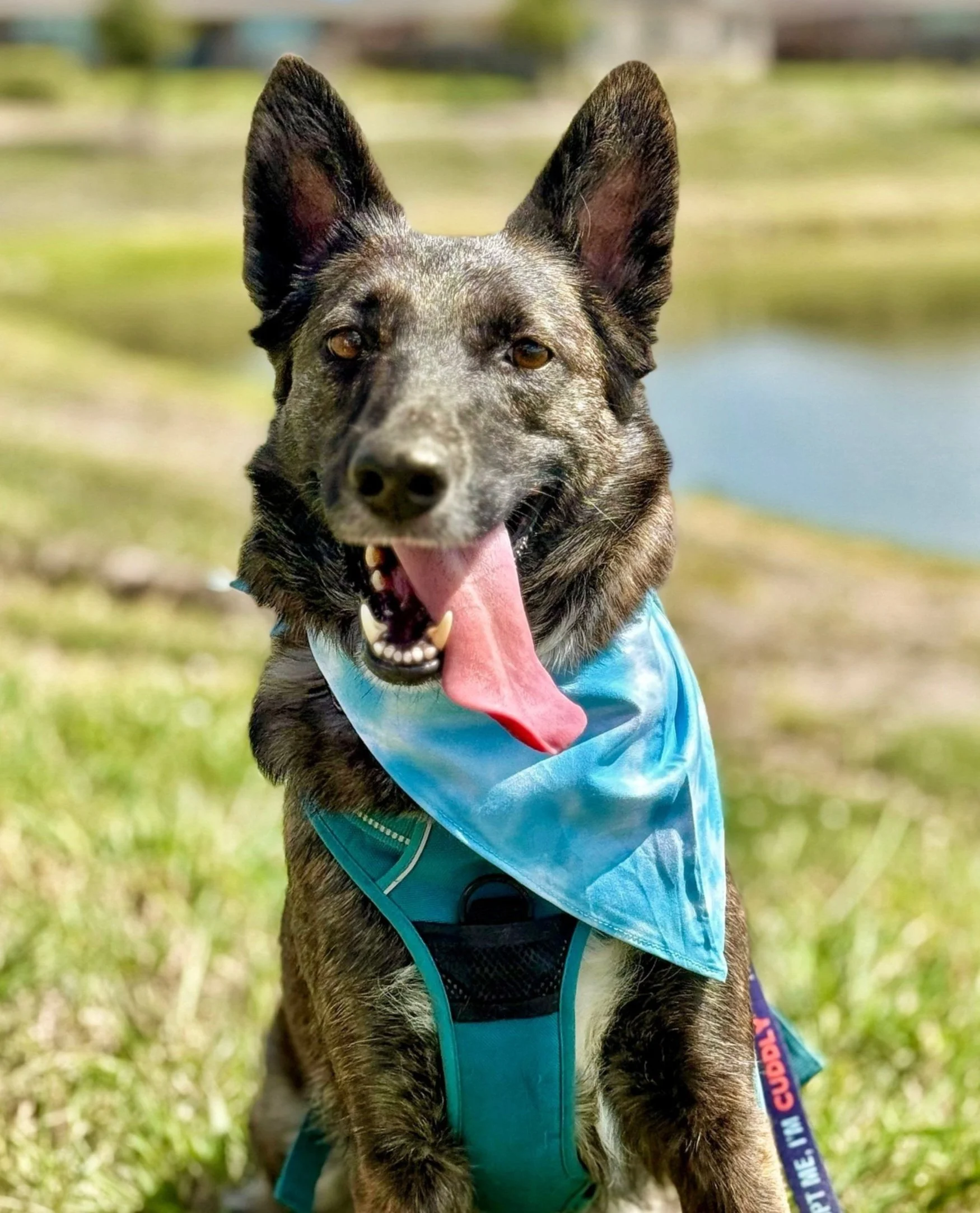 The Street Dog Project