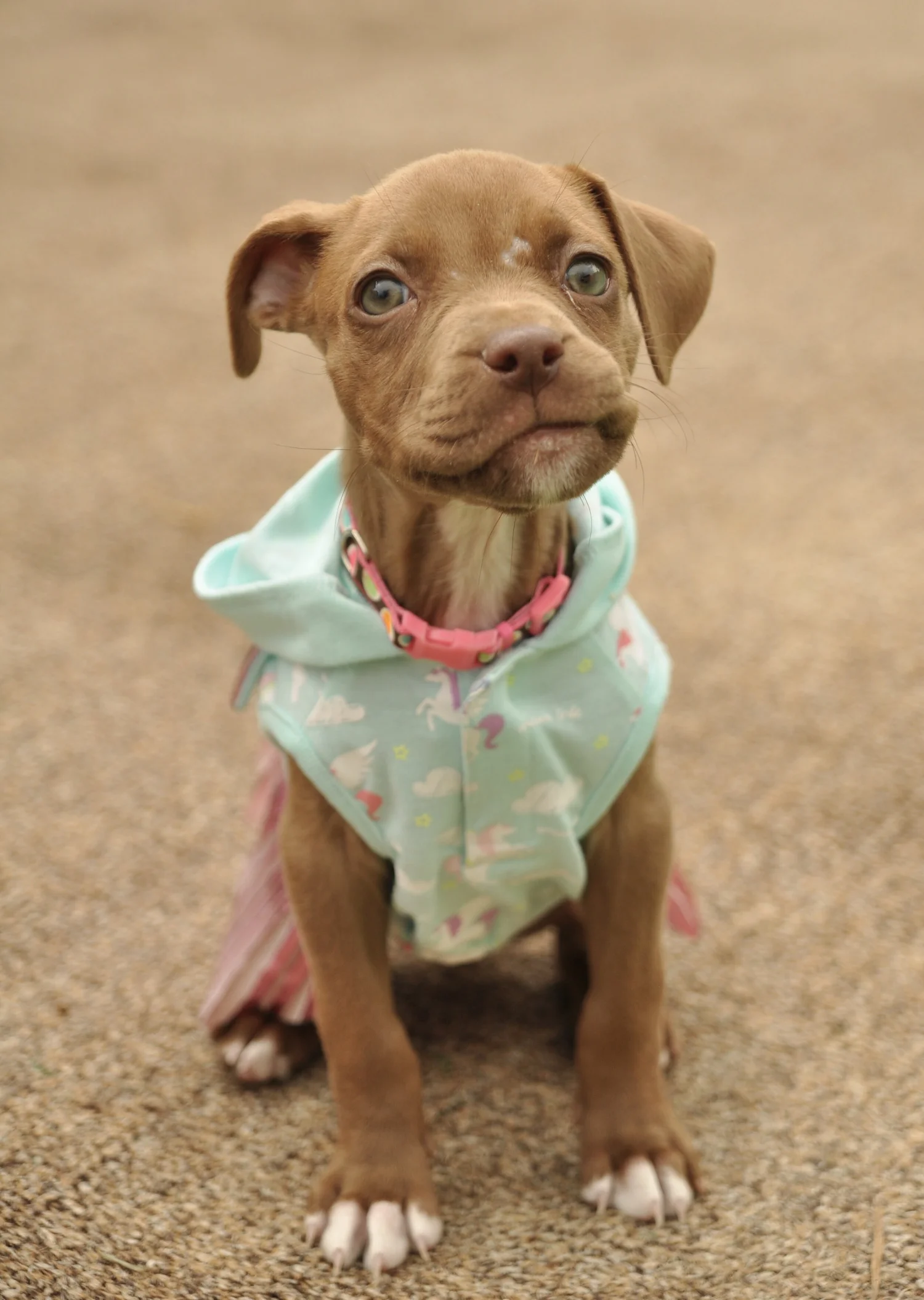 The Good Dog Rescue