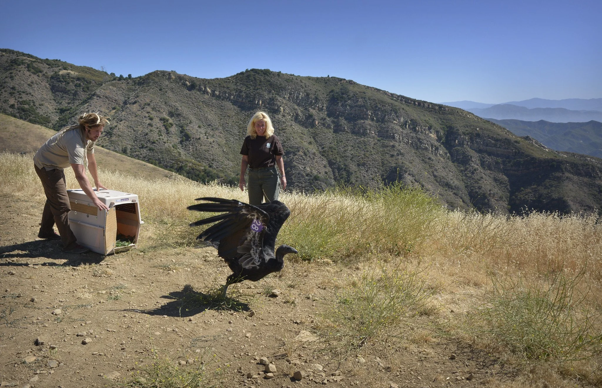 Soaring Back From The Brink: The Story Of The California Condor — The ...