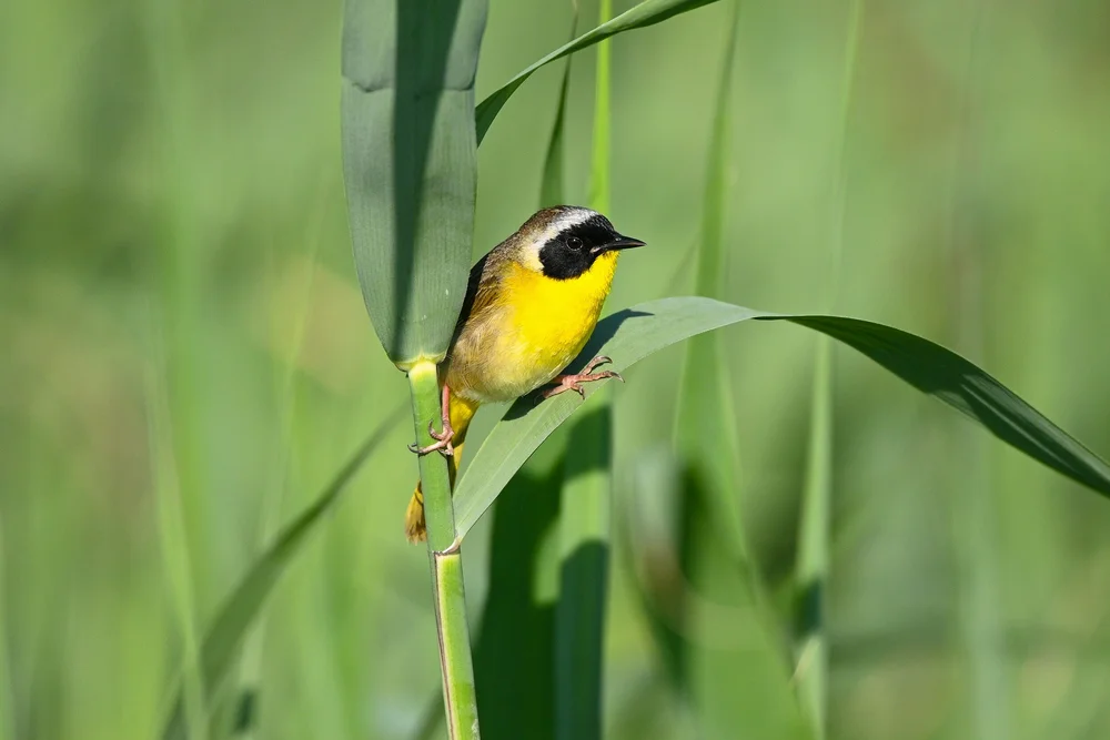 Birding Community E-Bulletin | Discover Birding Updates — Join Today ...