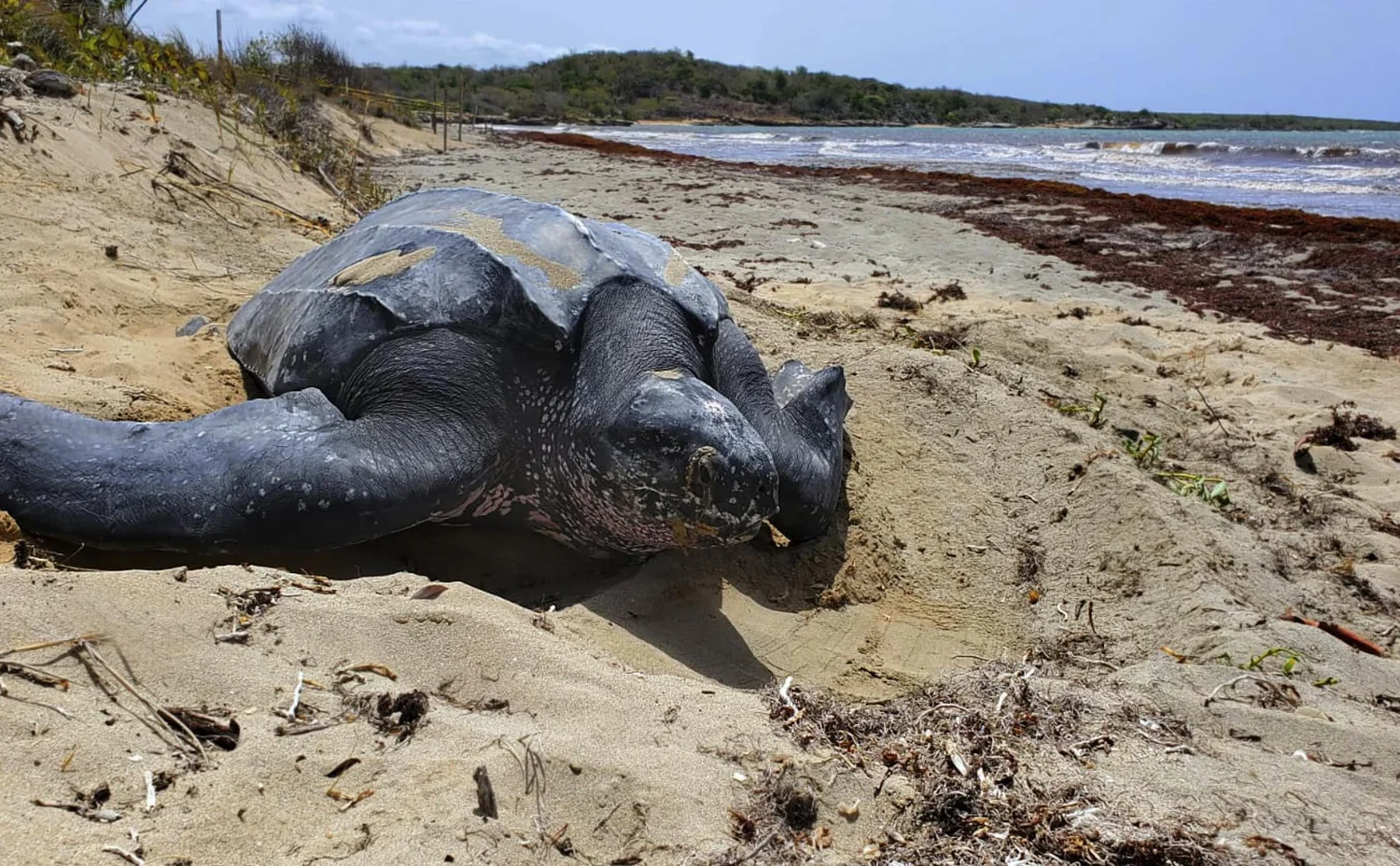 Turtles in Trouble: Giving Leatherback Sea Turtles A Fighting Chance ...