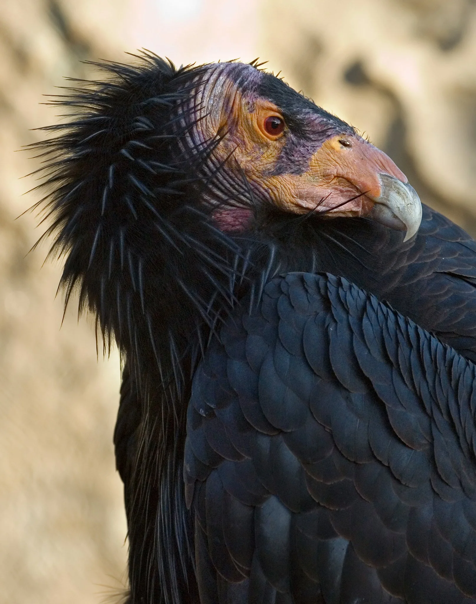 Soaring Back From The Brink: The Story Of The California Condor — The ...