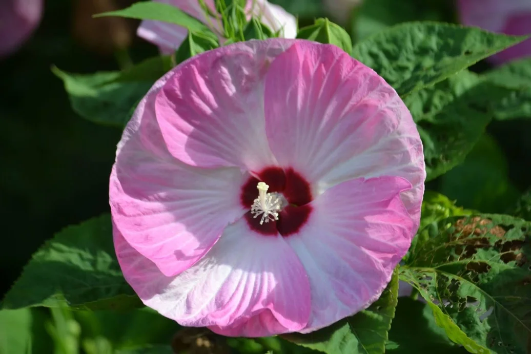 The Beautiful Flowers of Edgewood Miller Farm — Edgewood Miller Farm