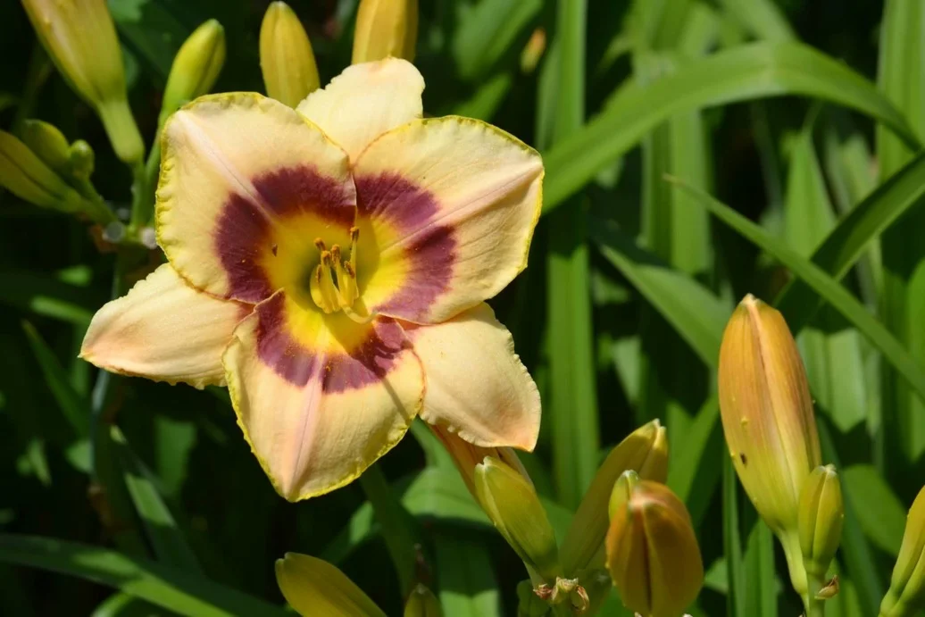 The Beautiful Flowers of Edgewood Miller Farm — Edgewood Miller Farm