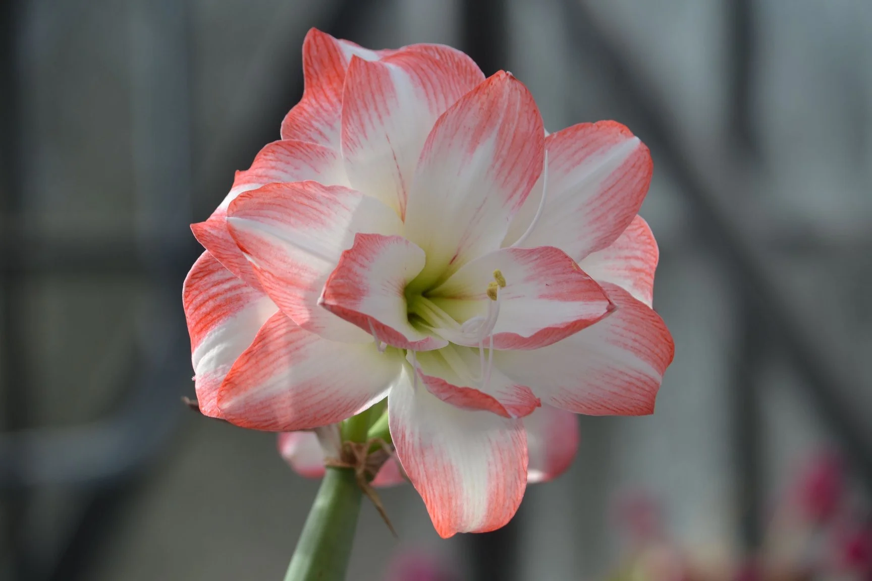 The Beautiful Flowers of Edgewood Miller Farm — Edgewood Miller Farm