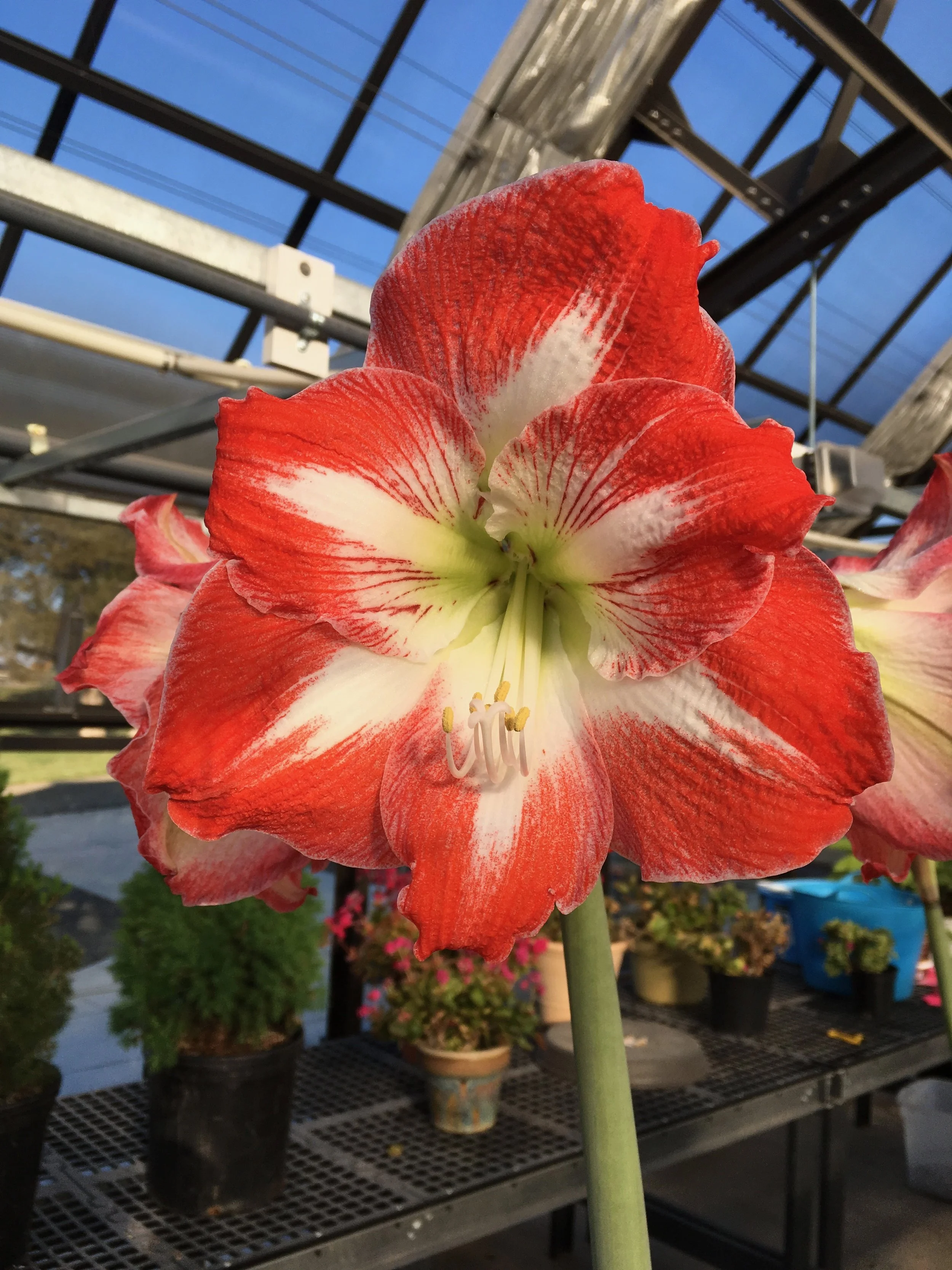 The Beautiful Flowers of Edgewood Miller Farm — Edgewood Miller Farm