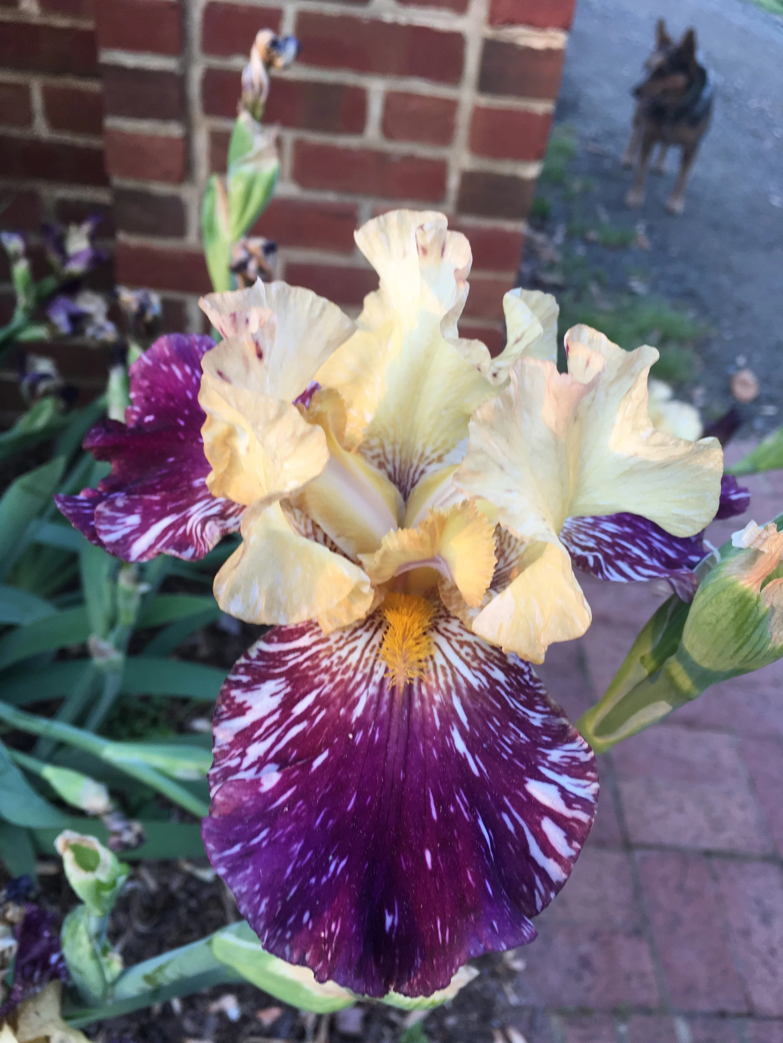 The Beautiful Flowers of Edgewood Miller Farm — Edgewood Miller Farm