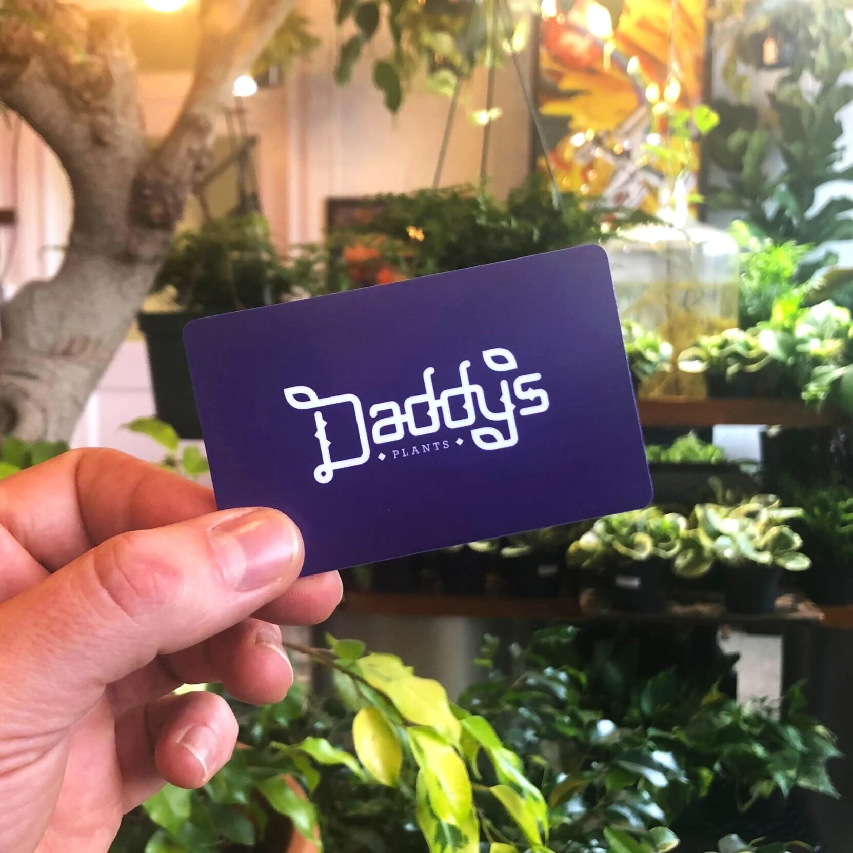 Daddy's Plants - Indoor Desert and Tropical Plants
