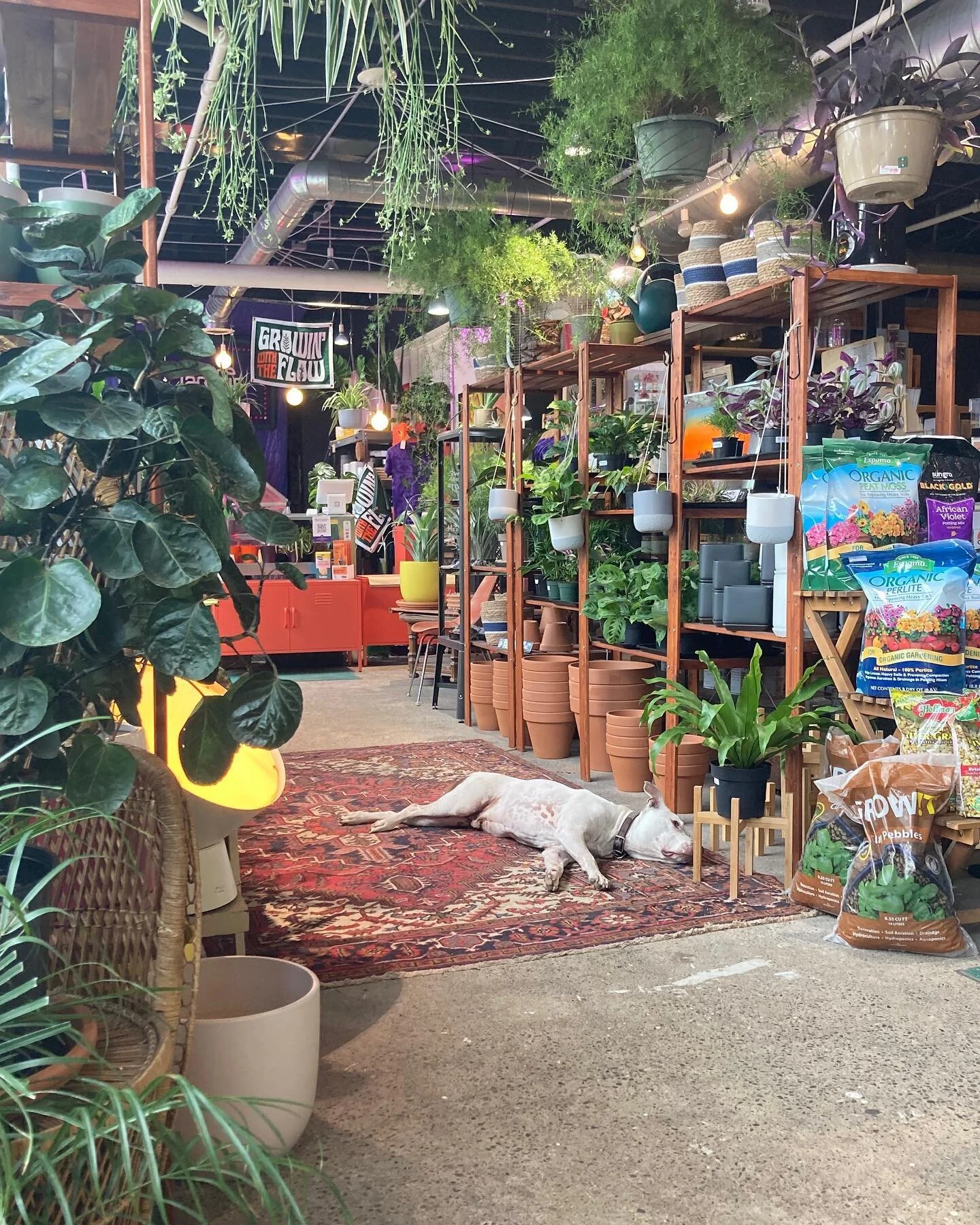 Daddy's Plants - Indoor Desert and Tropical Plants