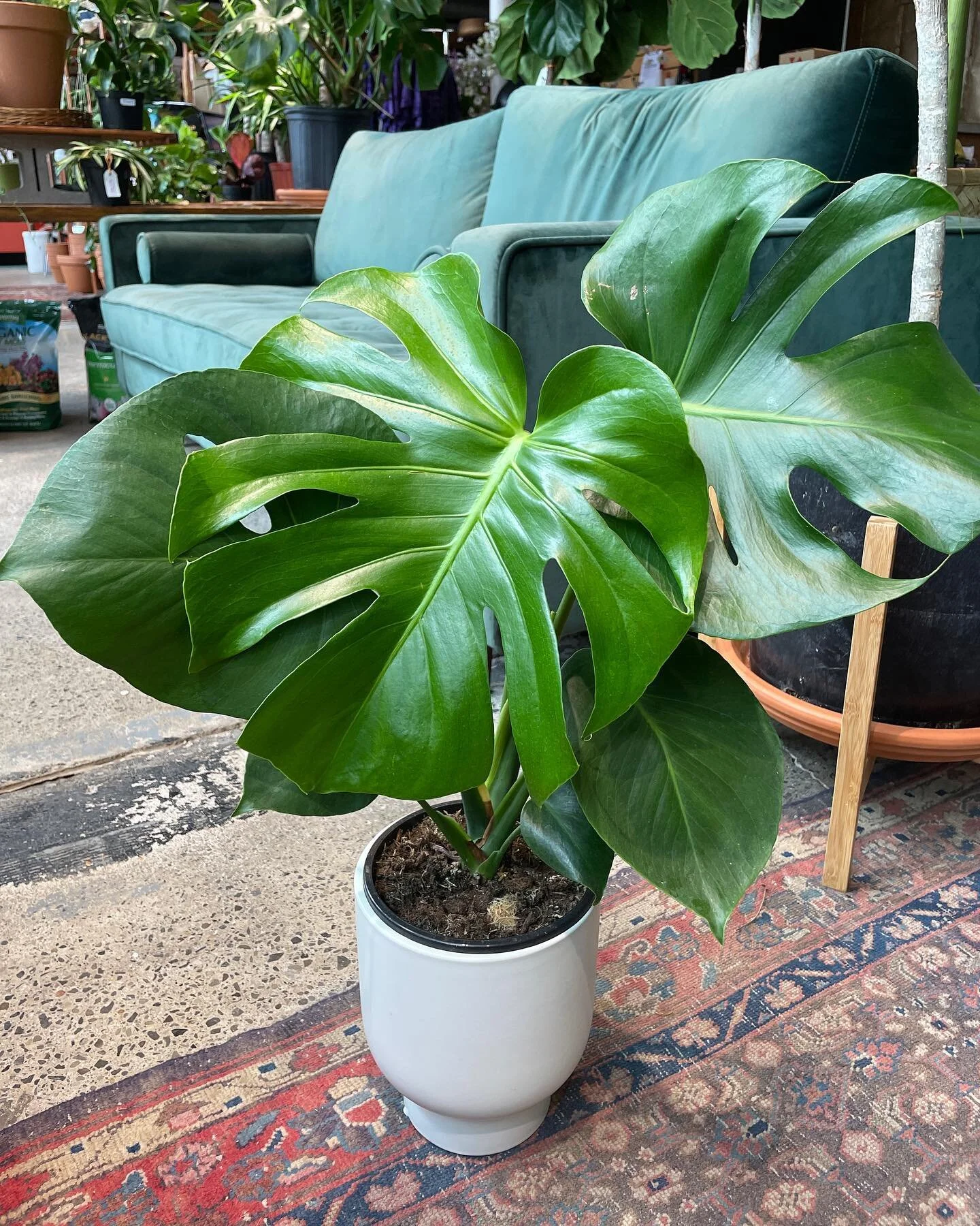 Daddy's Plants - Indoor Desert and Tropical Plants
