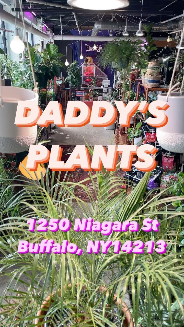 Daddy's Plants - Indoor Desert and Tropical Plants